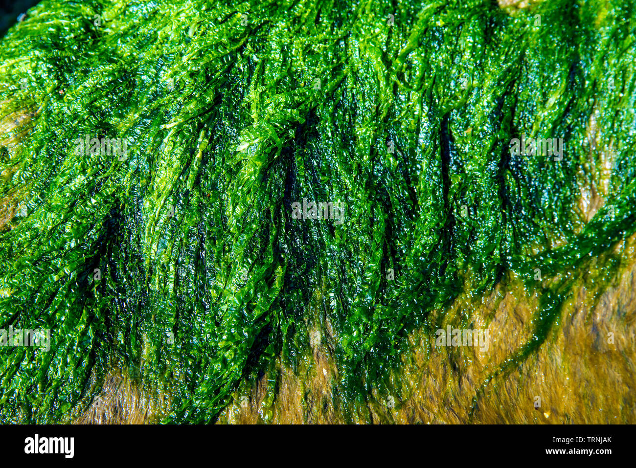 sea lettuce, alga, of the Baltic sea Stock Photo - Alamy