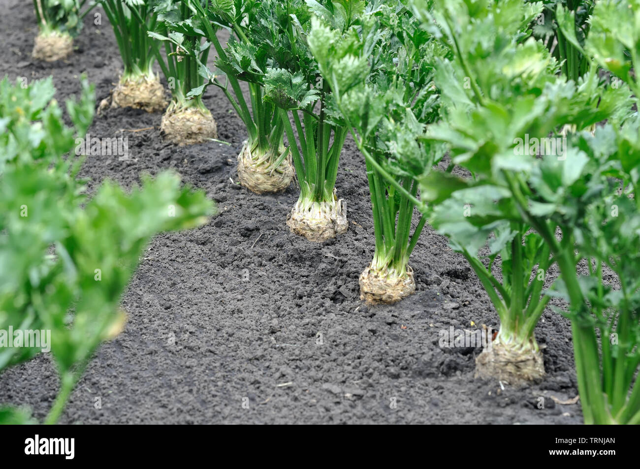 Root vegetables in soil hi-res stock photography and images - Alamy