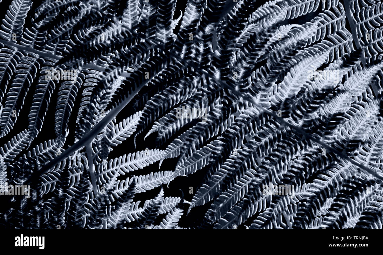 infrared image - leaves of mountain fern - botanical garden Stock Photo ...