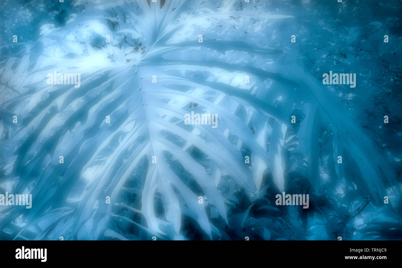 Infrared plants hi-res stock photography and images - Alamy