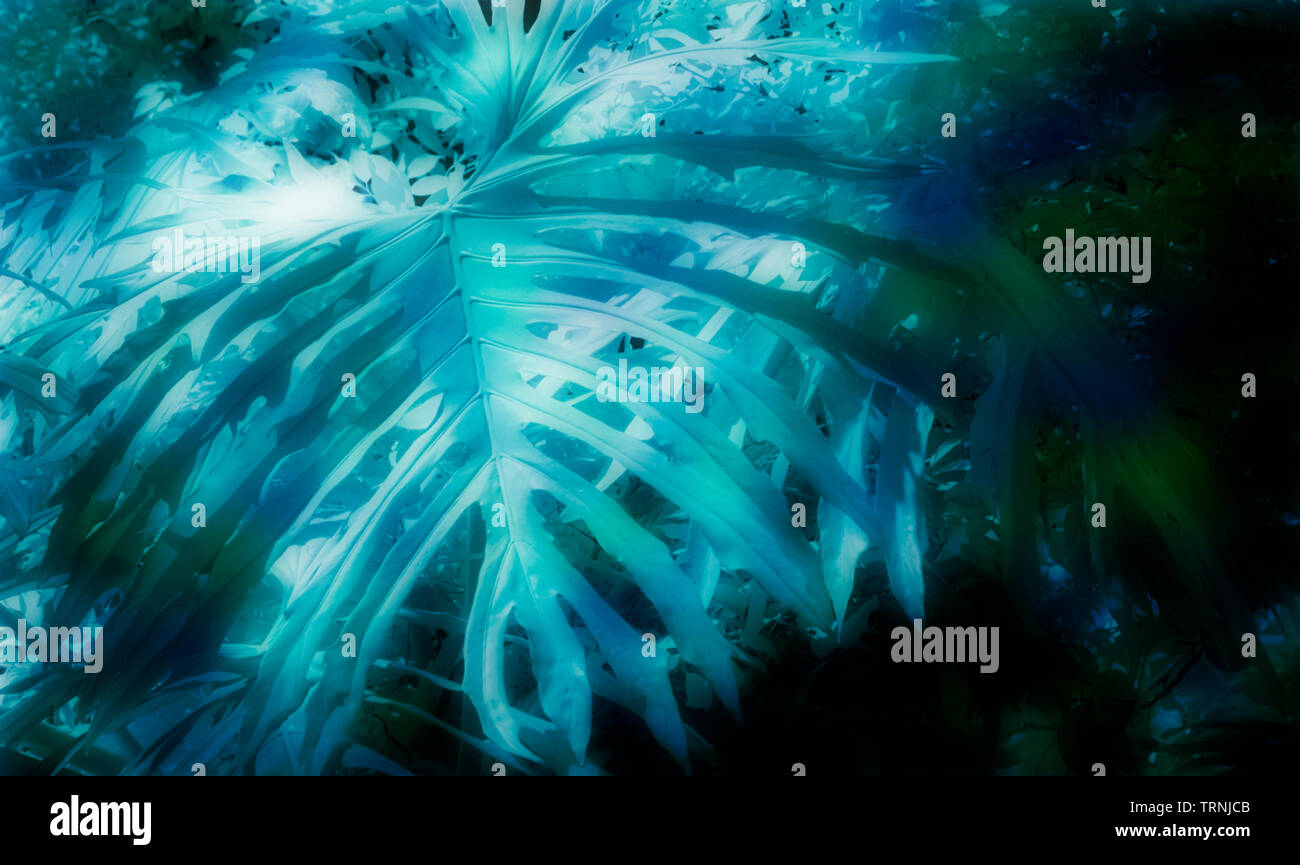 infrared image - leaves of jungle plants - botanical garden Stock Photo ...