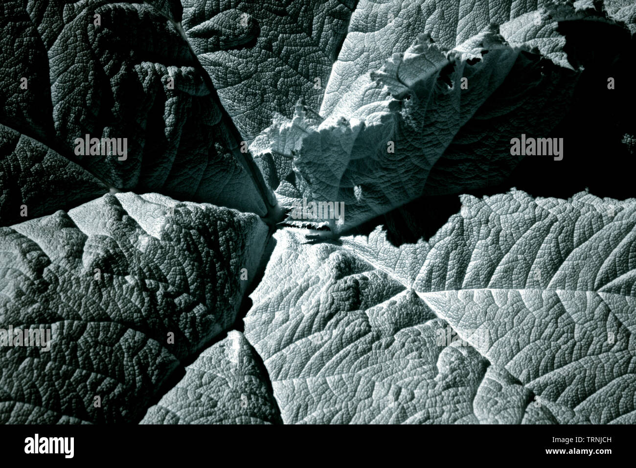 infrared image - leaves of jungle plants - botanical garden Stock Photo ...