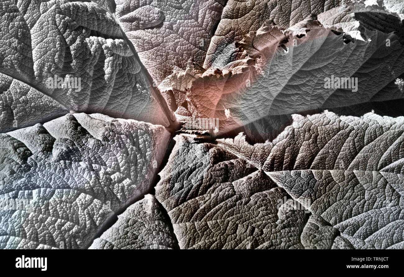 infrared image - leaves of jungle plants - botanical garden Stock Photo ...