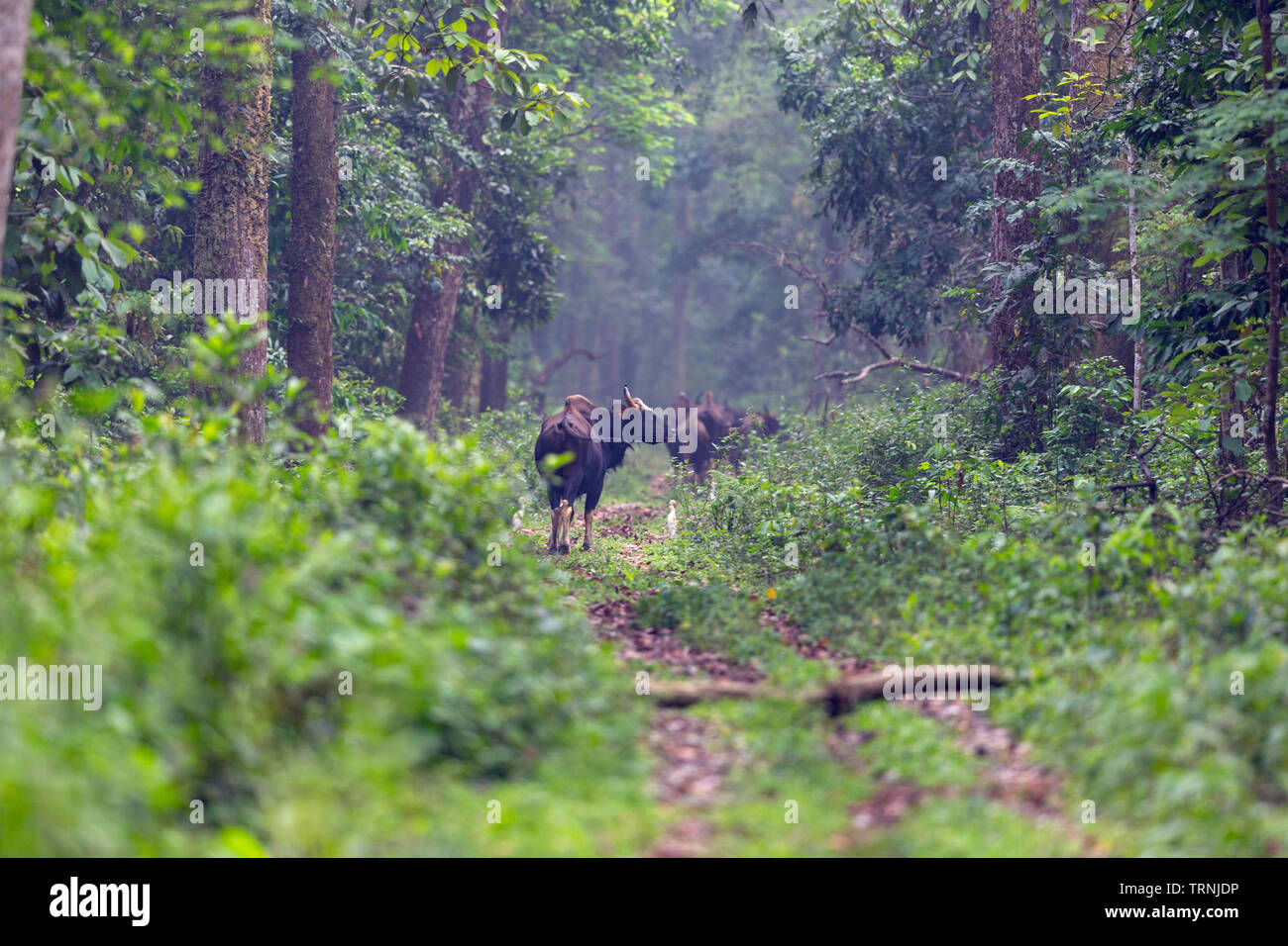 Indian wild gaur hi-res stock photography and images - Alamy
