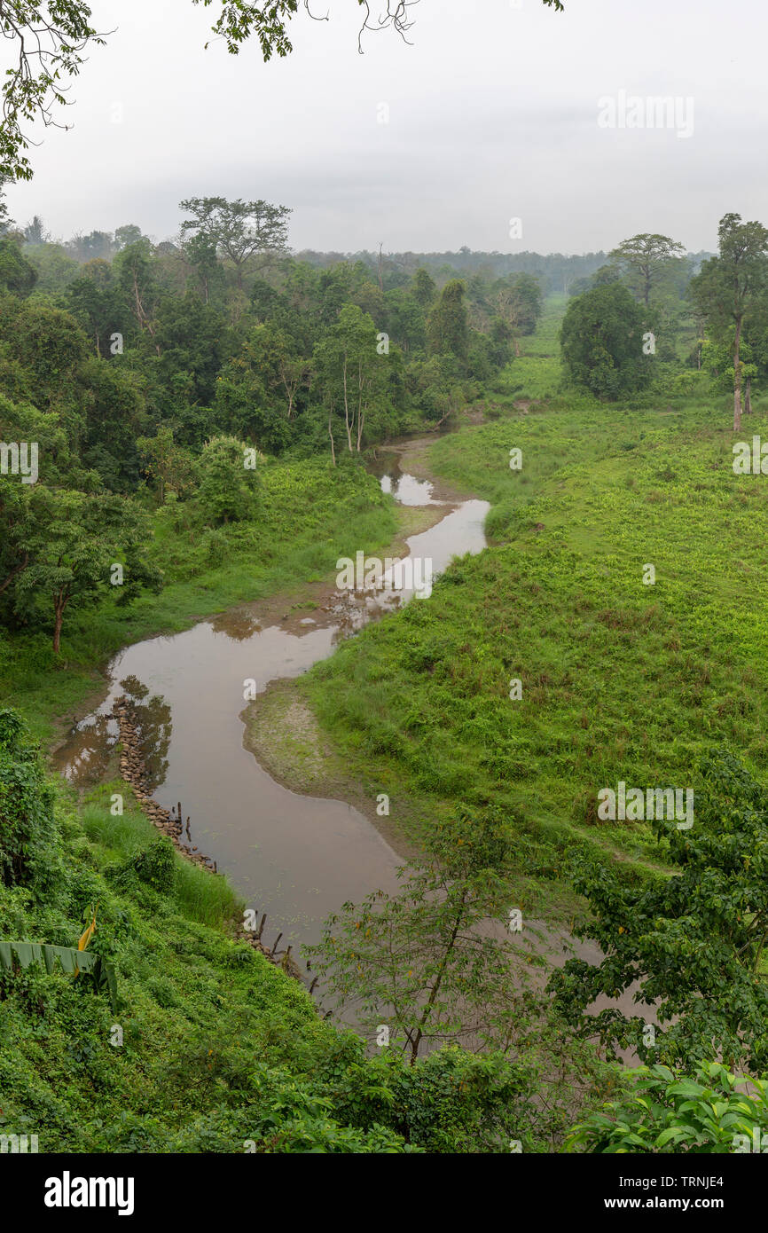 Gorumara national park landscape in Dooars North Bengal India Stock ...