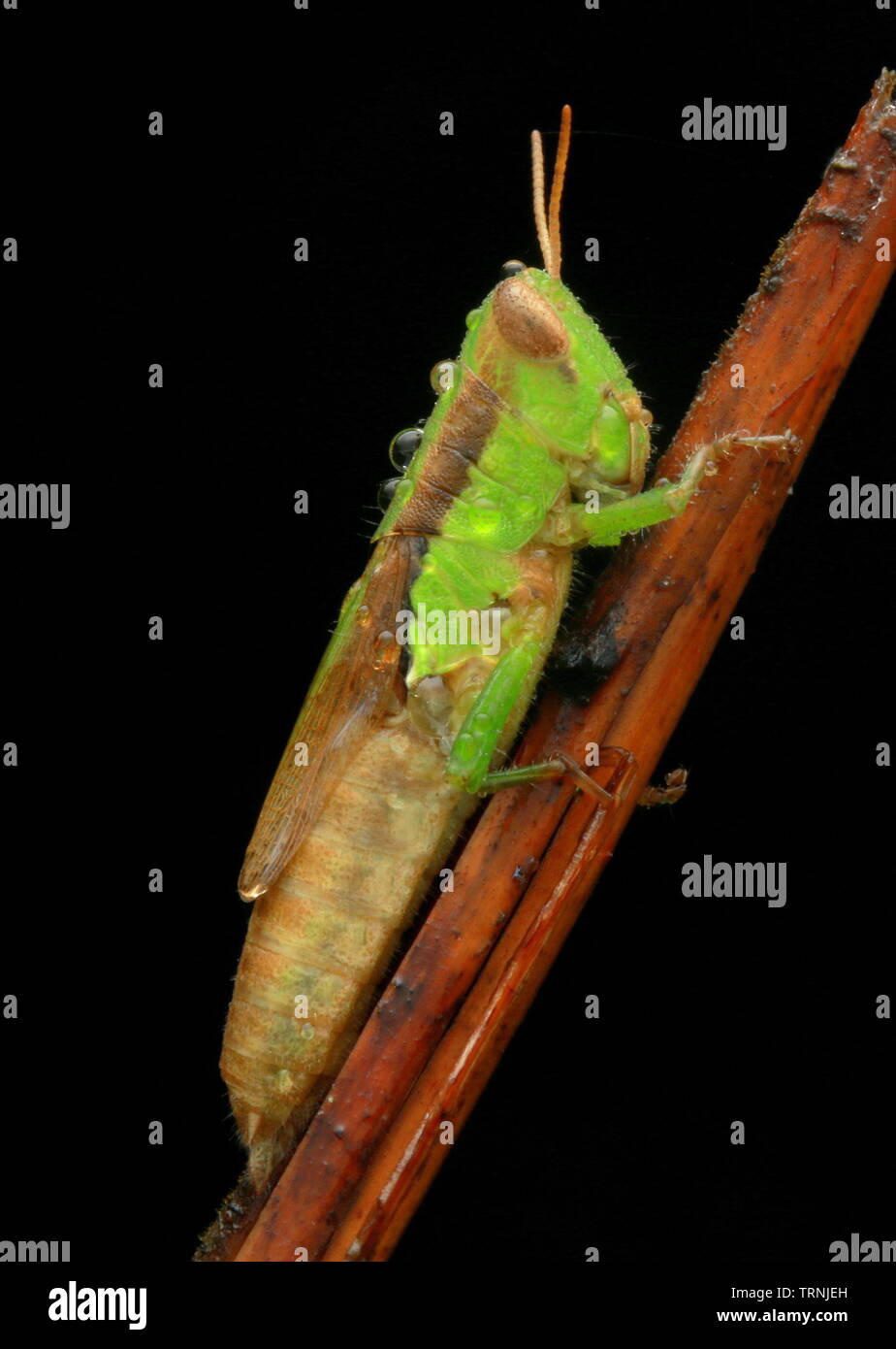 Cute Green Grasshoppers from Borneo Stock Photo - Alamy