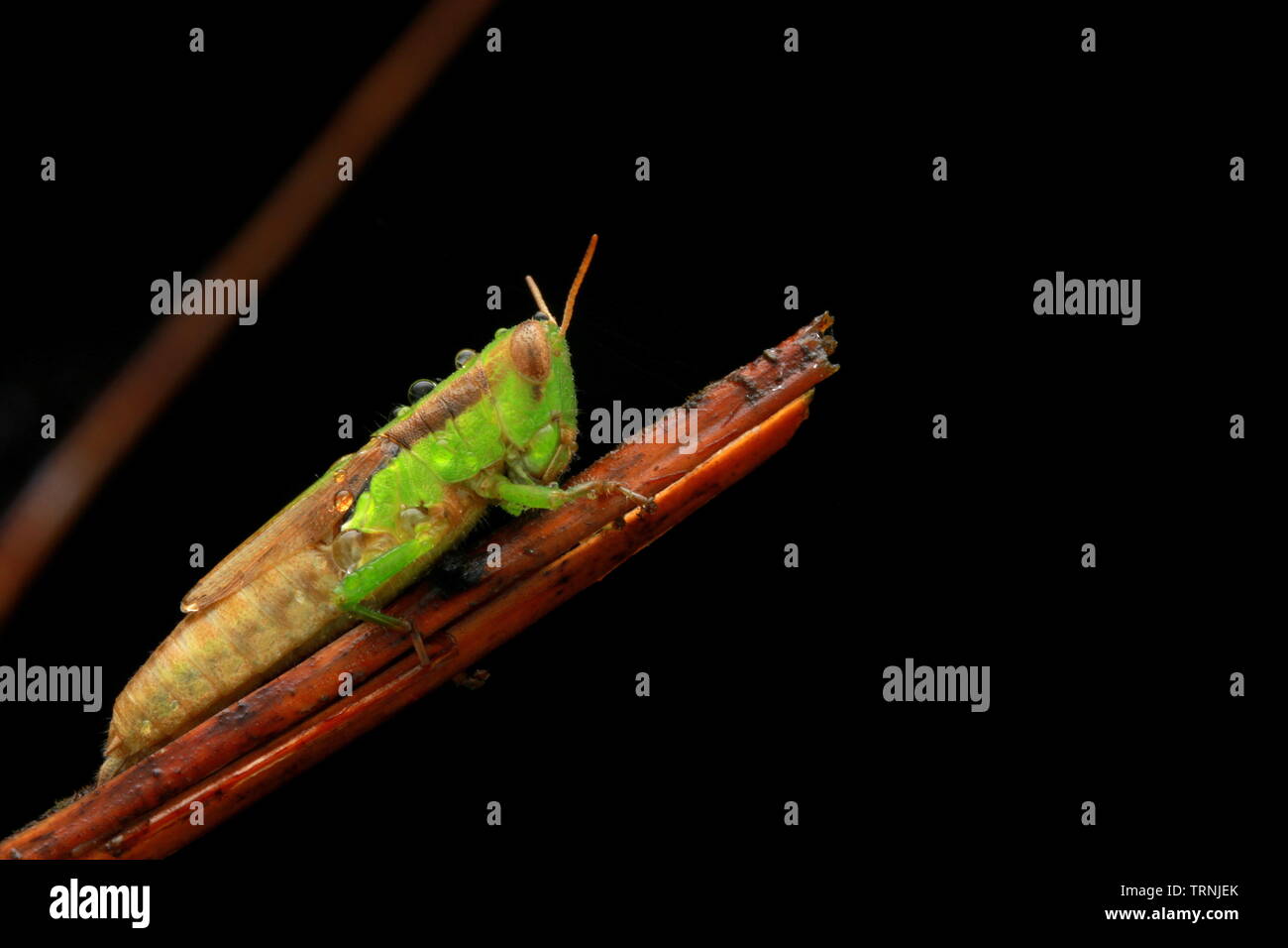 Cute Green Grasshoppers from Borneo Stock Photo - Alamy