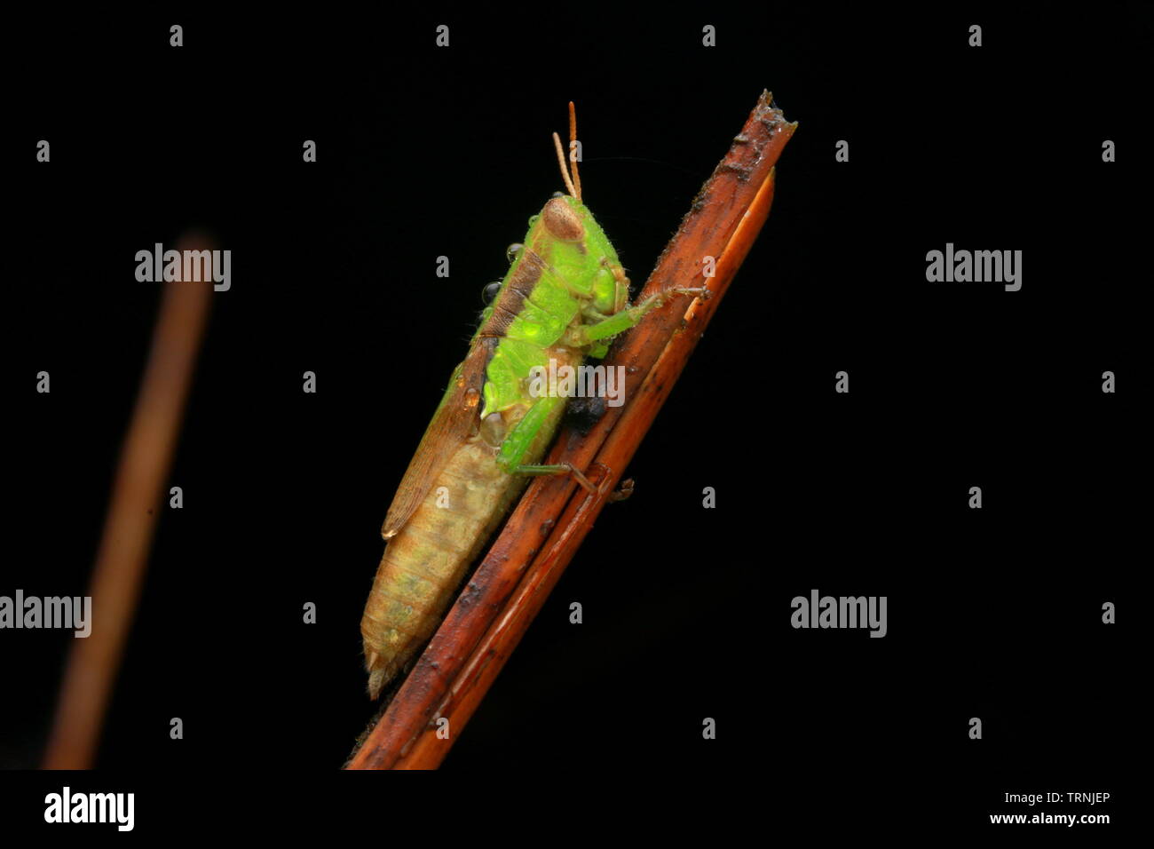 Cute Green Grasshoppers from Borneo Stock Photo - Alamy