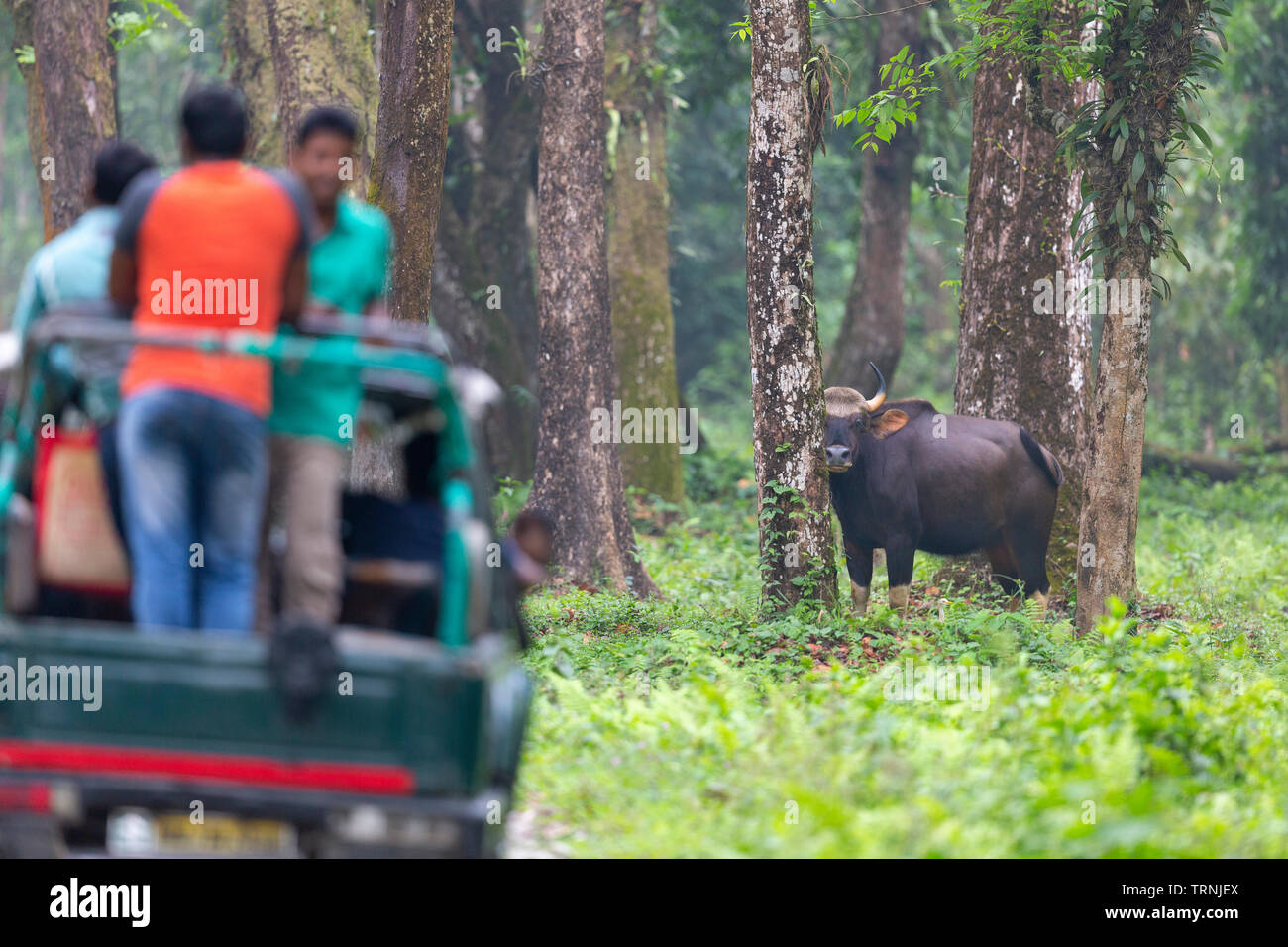 Tourist watching Indian Bison or Gaur or Bos gaurus at Gorumara ...