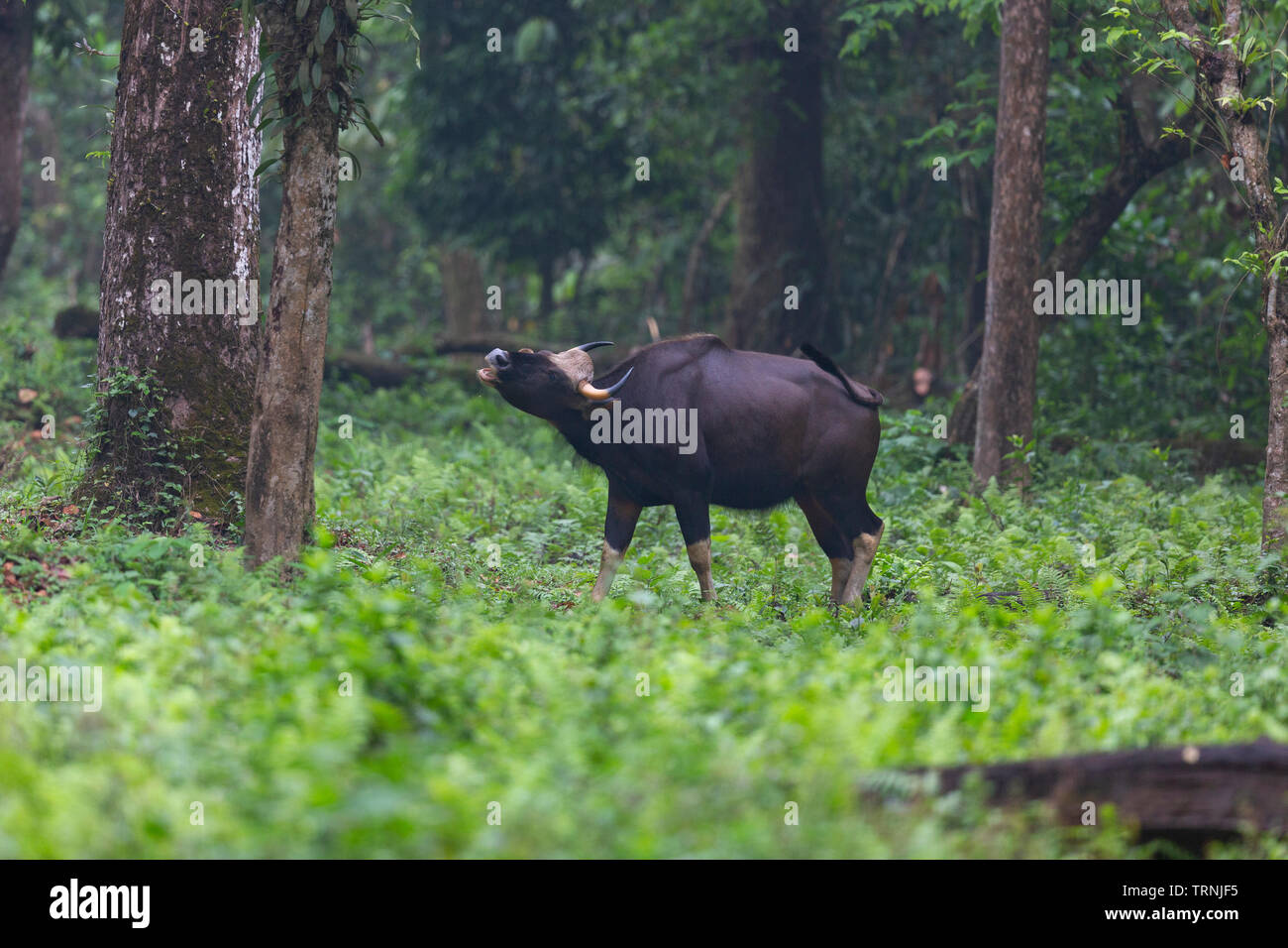 Indian bison hi-res stock photography and images - Alamy