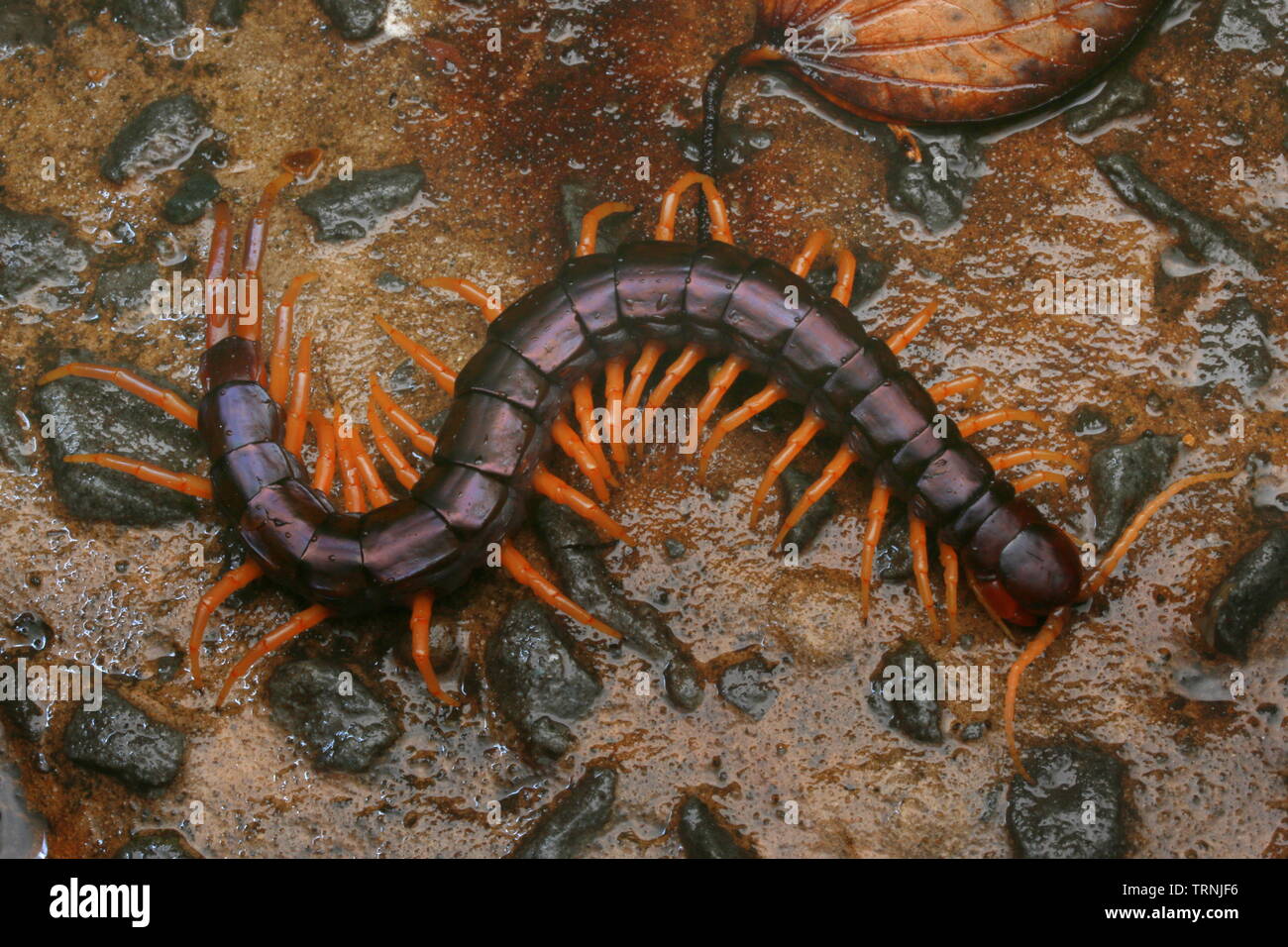 Beautiful Malaysian Centipede but unknown identification. Rarely seen ...