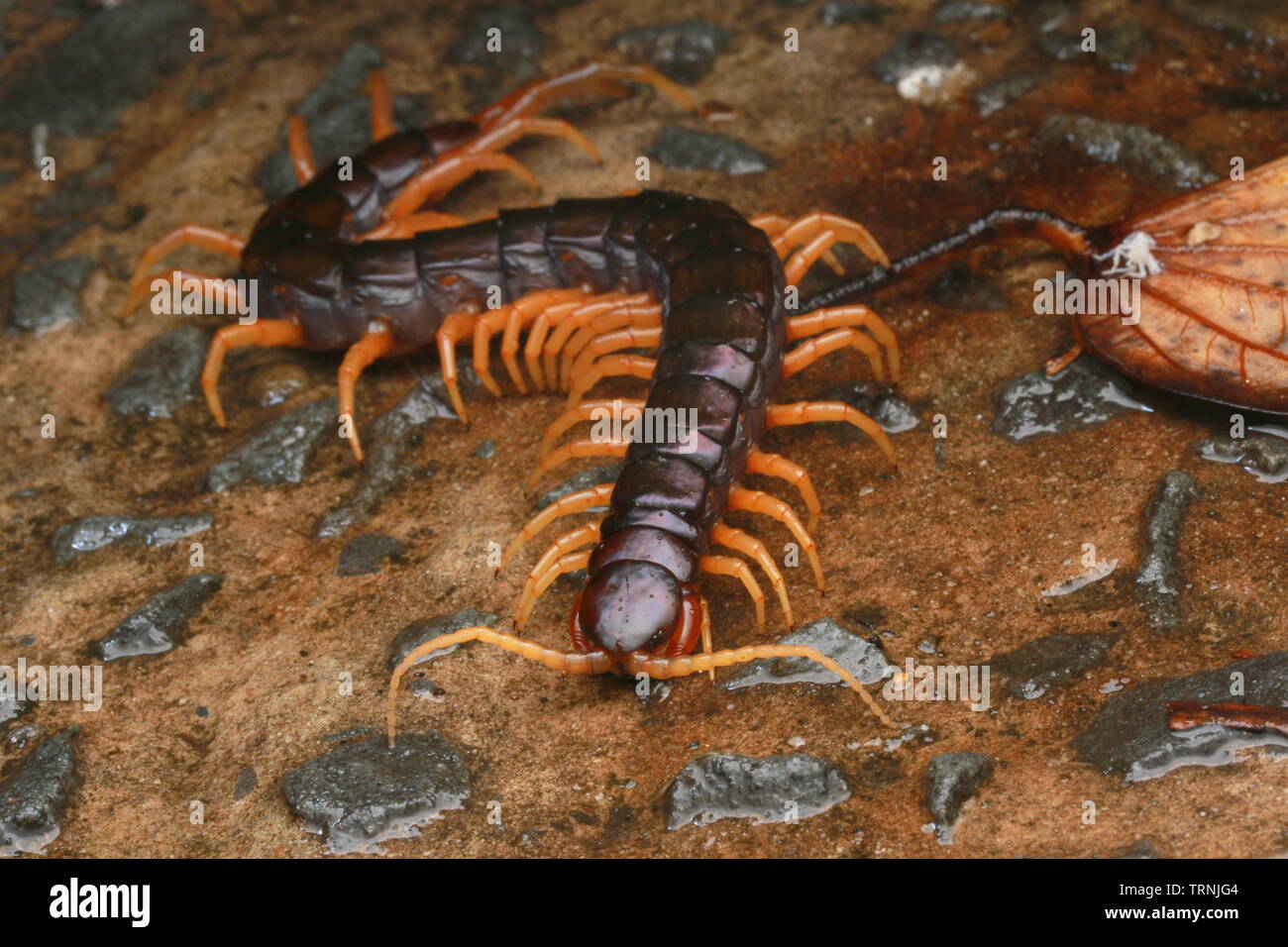 Beautiful Centipede Peruvian Giant Yellow Leg Centipede | The Great