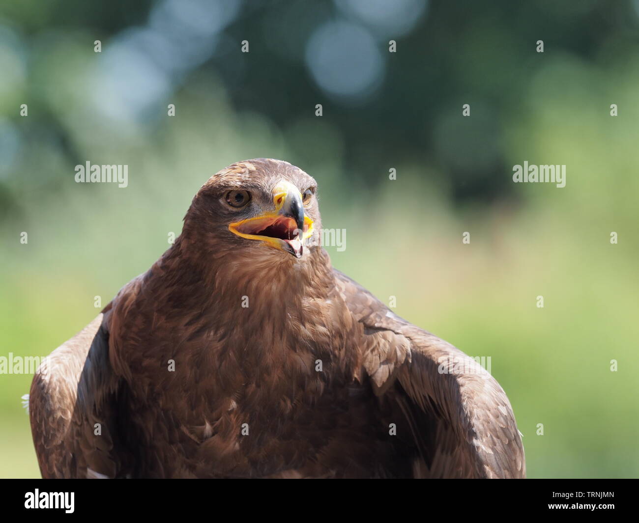 Steppe Eagle/Aquila nipalensis, Marlow birdpark, Germany Stock Photo ...