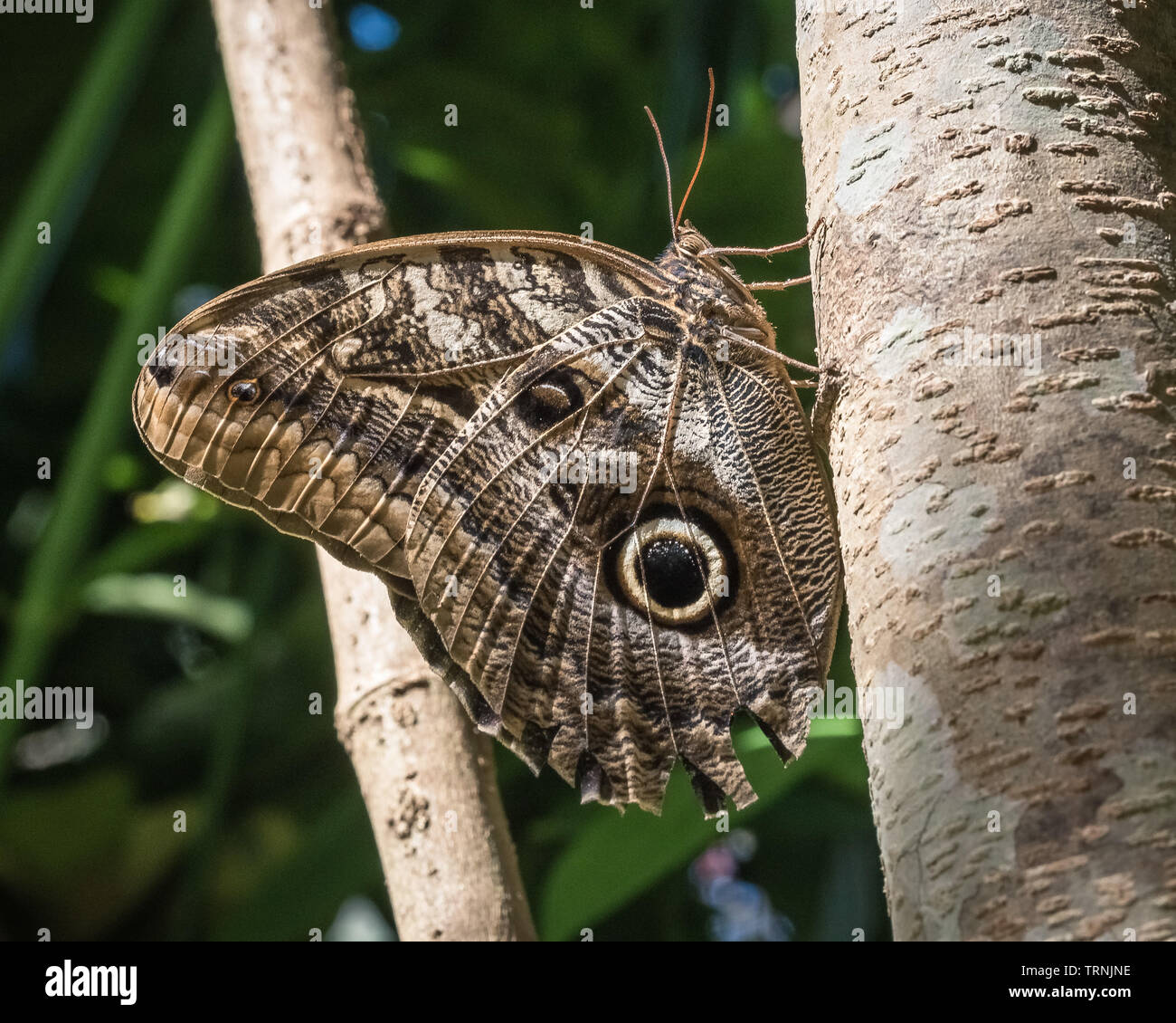 Stock image butterfly hi-res stock photography and images - Alamy