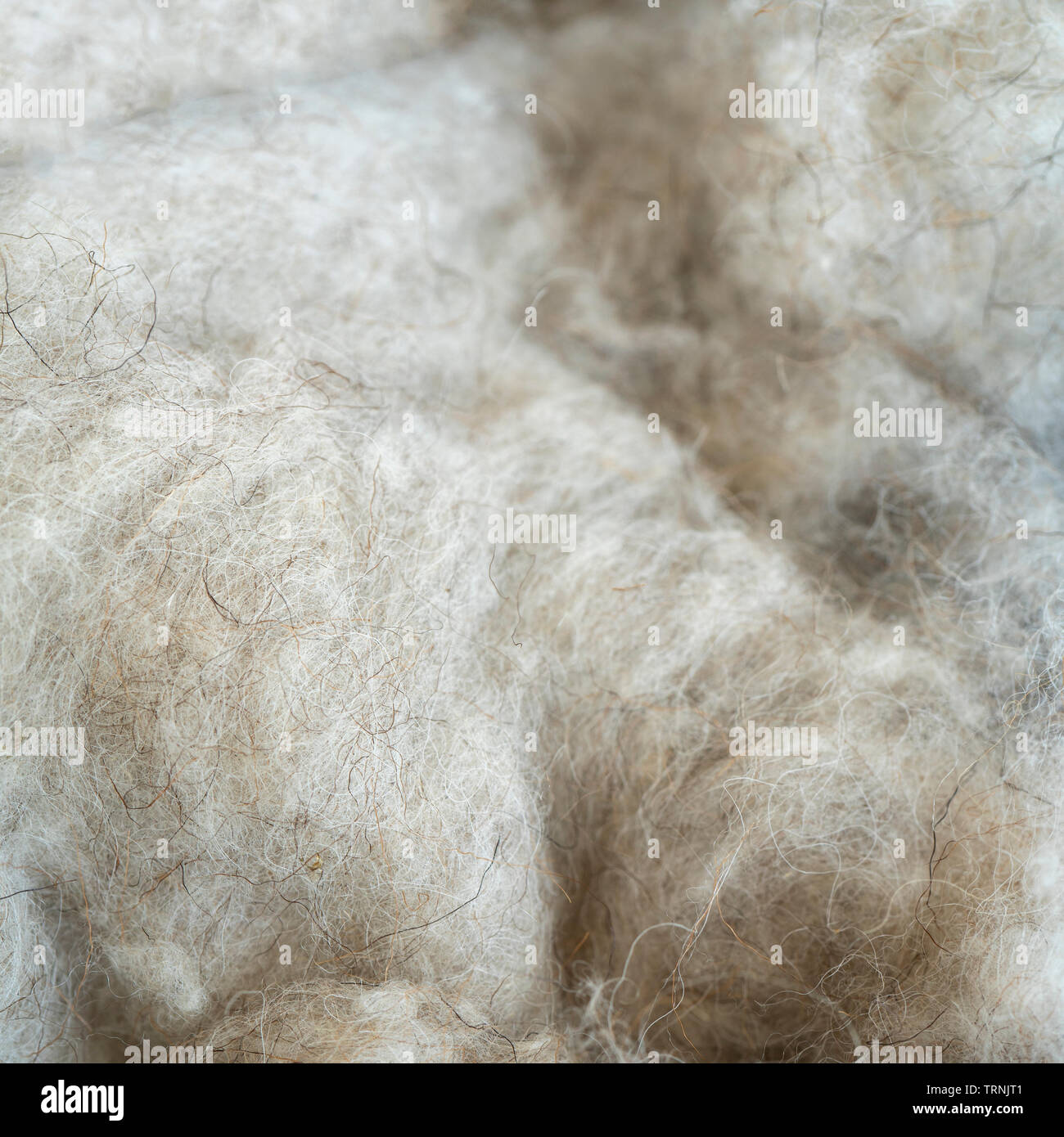 White wool close up. Natural wool Stock Photo - Alamy