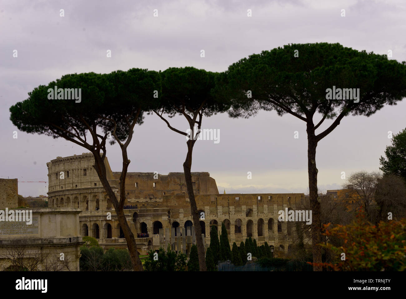 colosseum with silhouettes of trees in foreground Stock Photo - Alamy