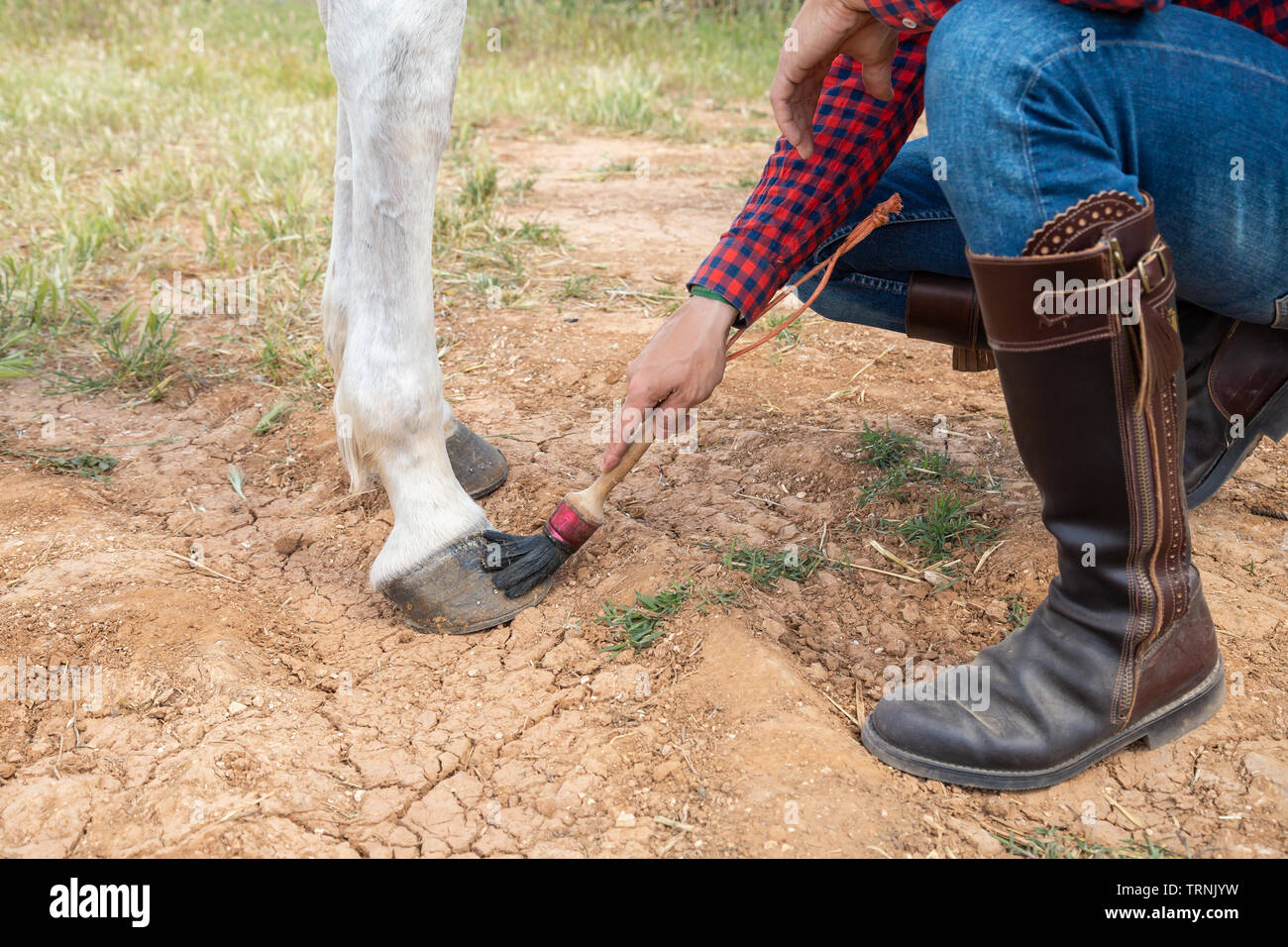 Hand of anonymous man using brush to smear wax on hoof of white horse ...