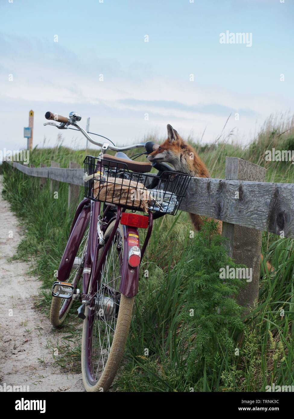 Red Fox stealing from a parked bicycle Stock Photo - Alamy