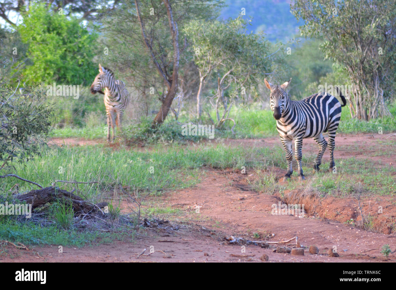 Africa pattern hi-res stock photography and images - Alamy
