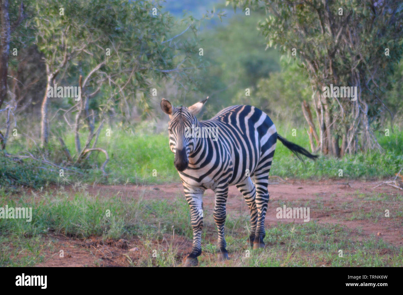 Africa pattern hi-res stock photography and images - Alamy