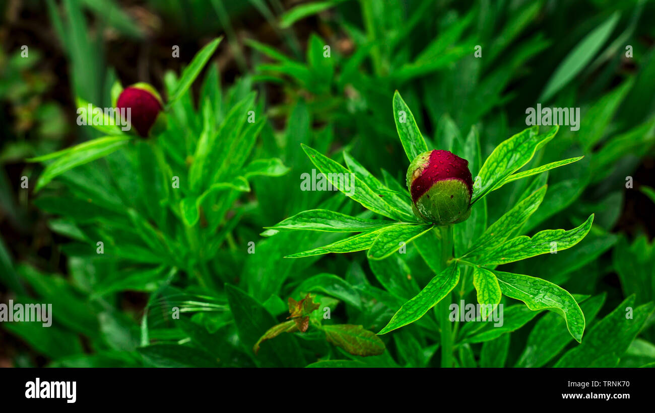 Unopened burgundy buds of peonies on green stalks in raindrops. Natural ...