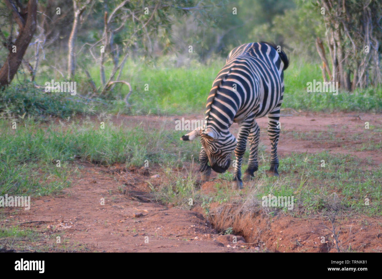 Africa pattern hi-res stock photography and images - Alamy