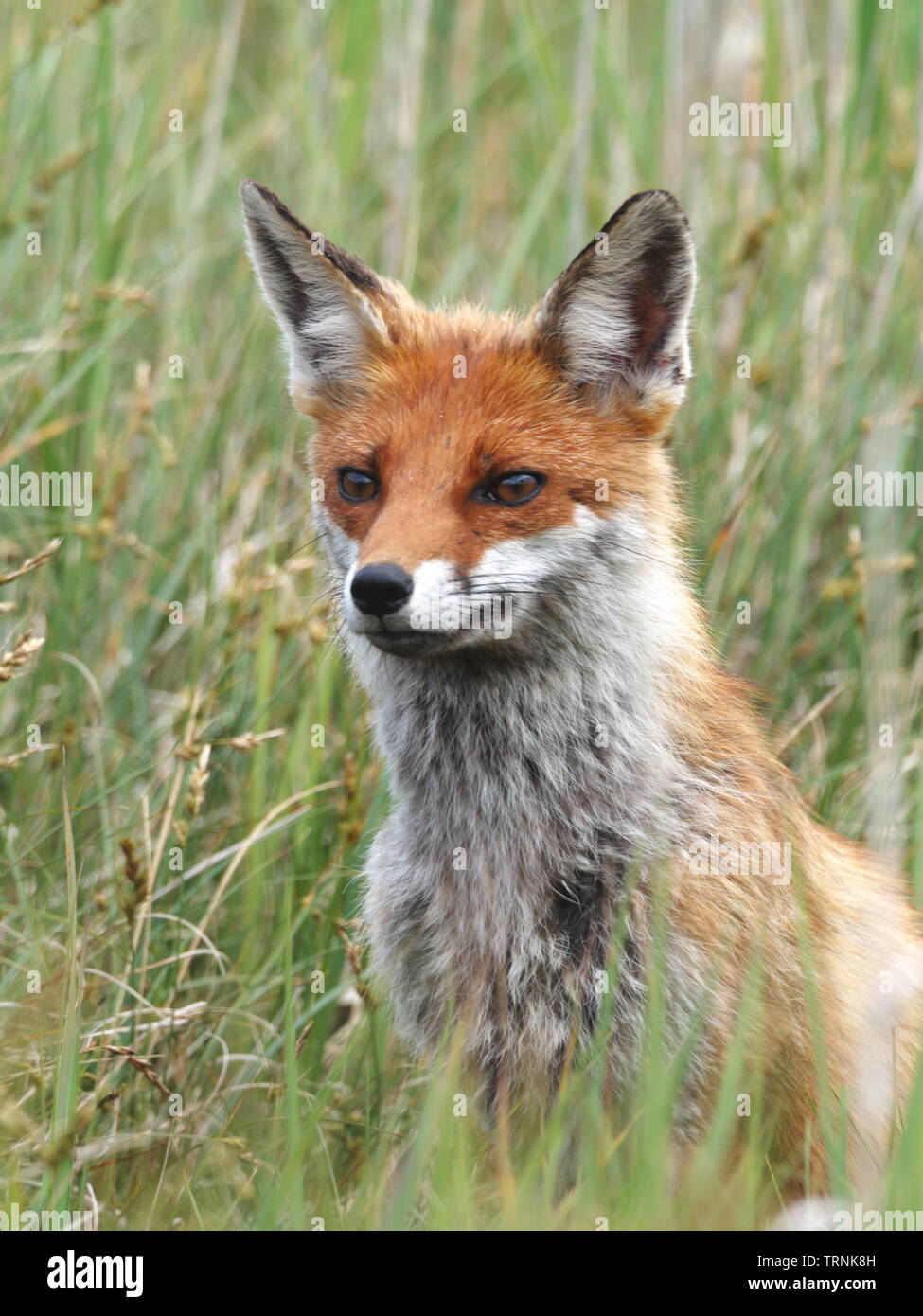 Fox in grass hi-res stock photography and images - Alamy