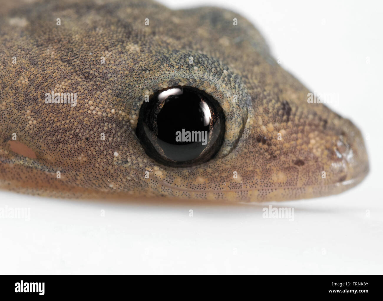 Closeup Eye of Baby Common House Gecko on White Floor Stock Photo - Alamy