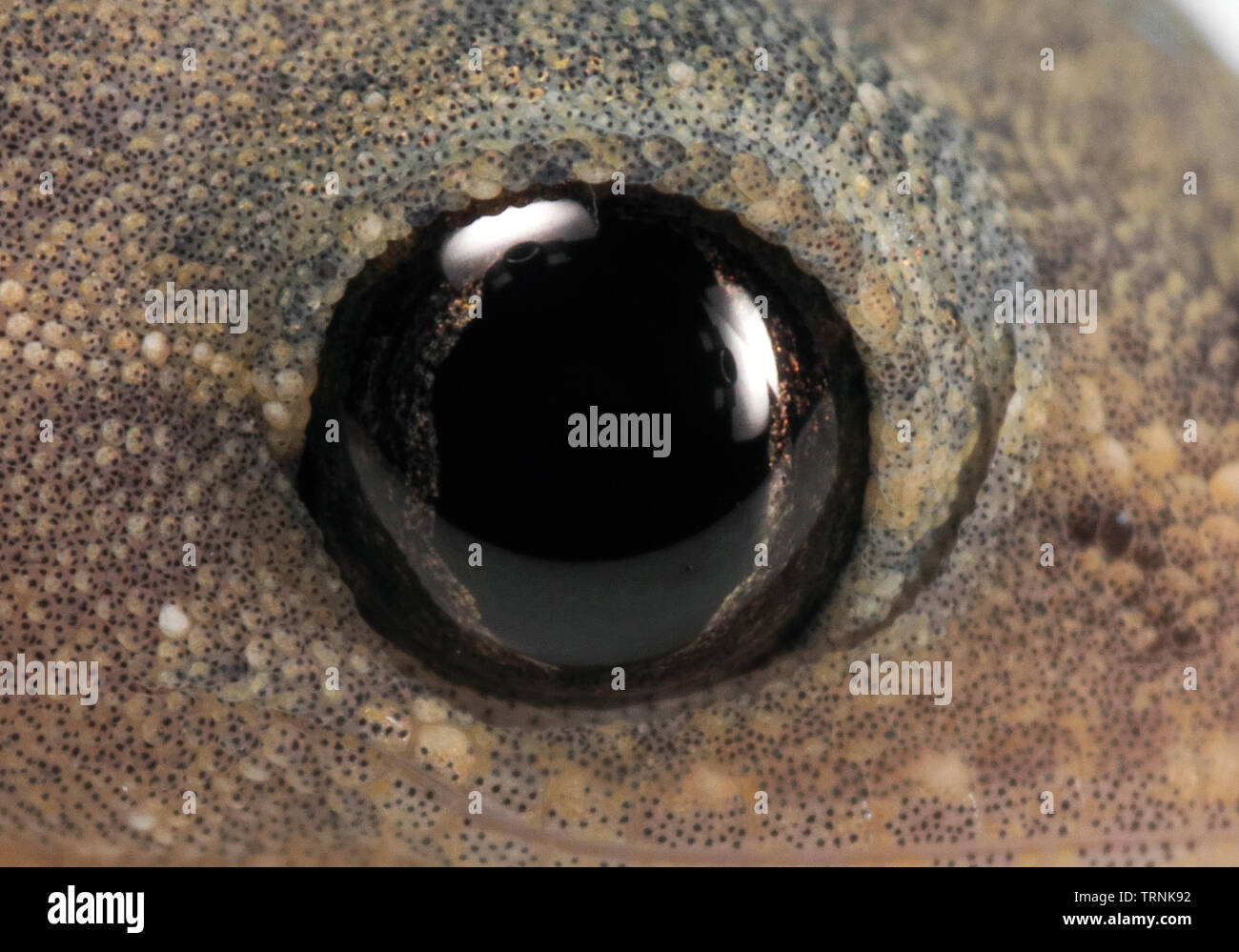 Closeup Eye of Baby Common House Gecko on White Floor Stock Photo - Alamy