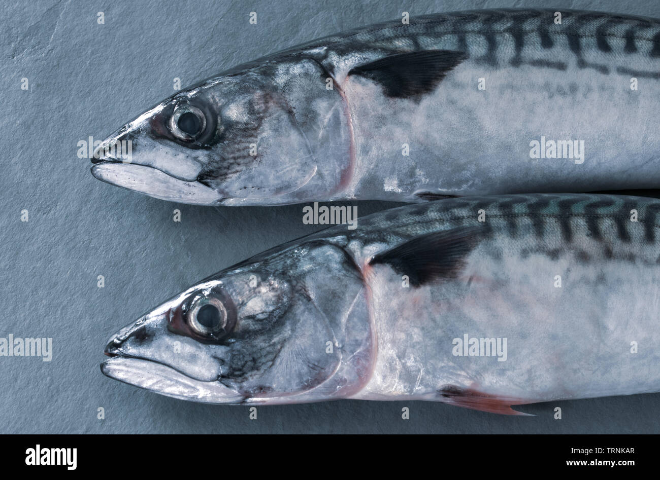 Fresh raw mackerel on a slate background Stock Photo - Alamy