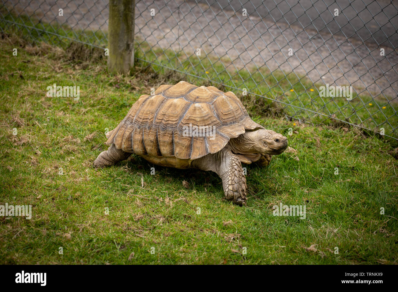 Big koala hi-res stock photography and images - Alamy