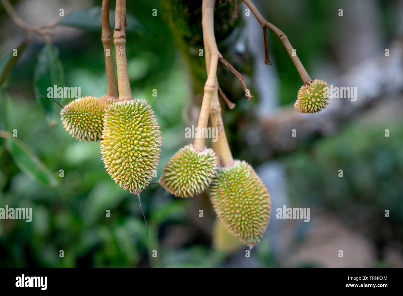 Durian trees hi-res stock photography and images - Alamy