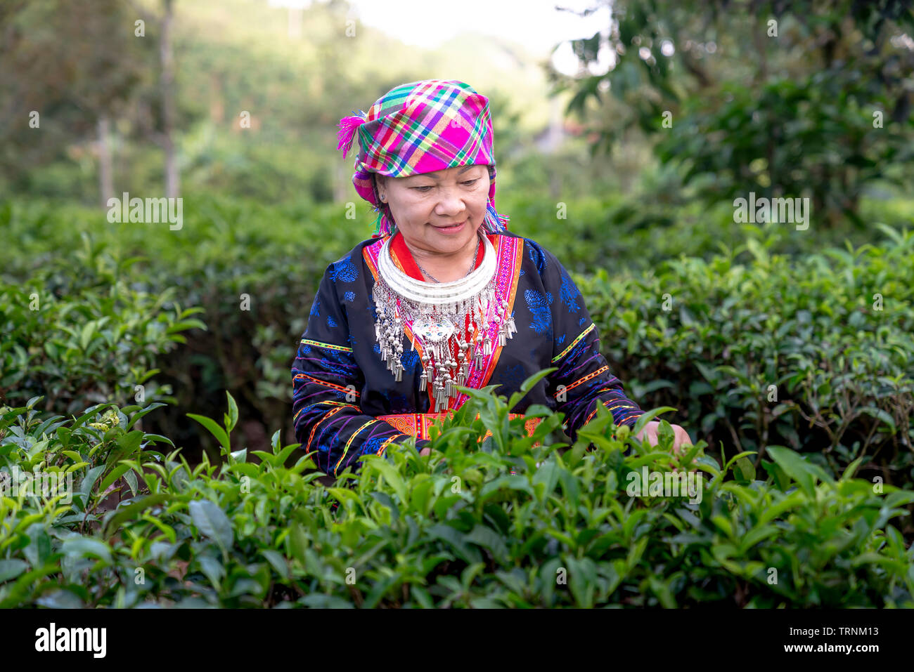 Bao Loc, Lam Dong province, Vietnam - Jun 2, 2019: the portrait of H ...
