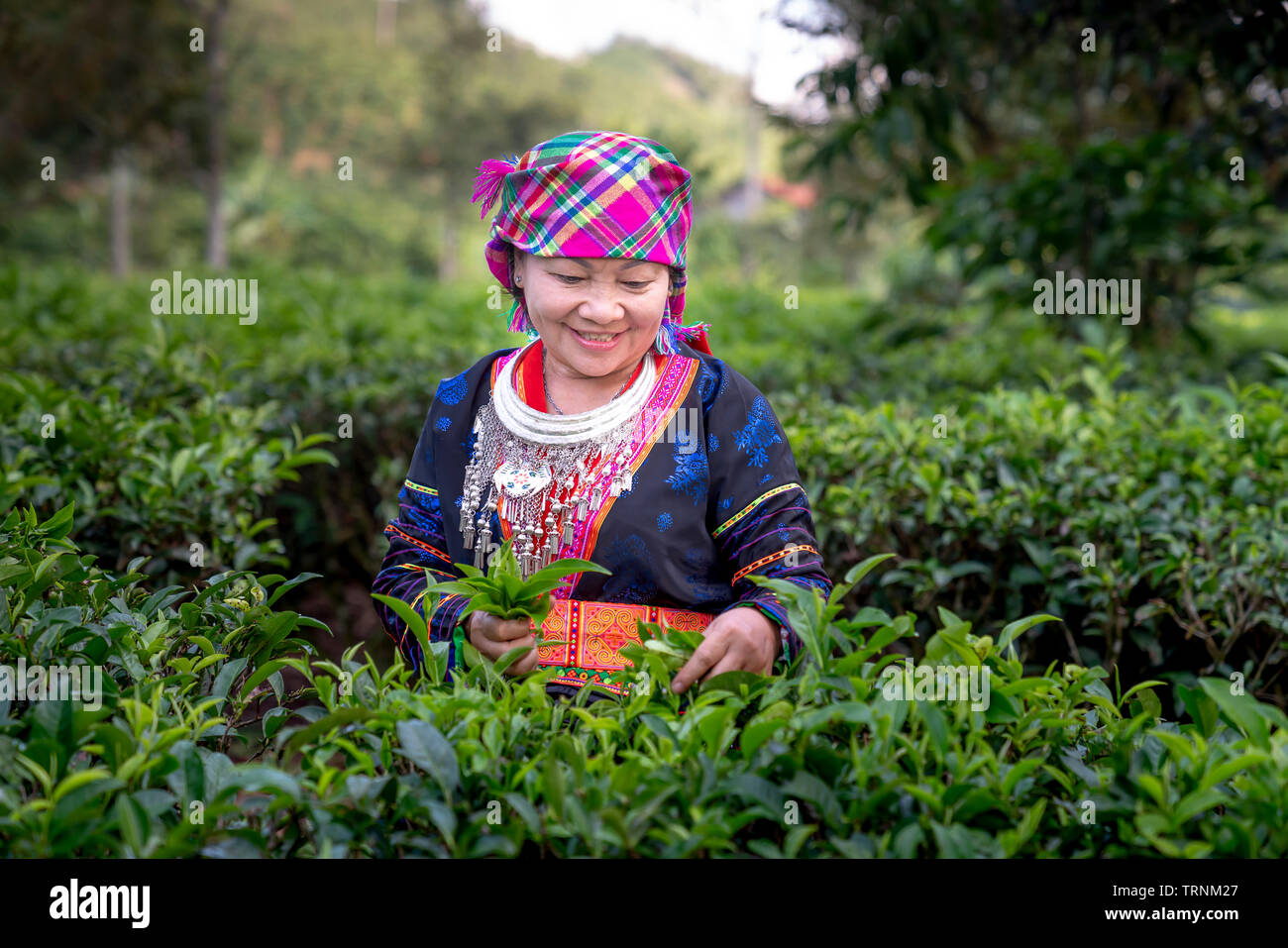 Bao Loc, Lam Dong province, Vietnam - Jun 2, 2019: the portrait of H ...