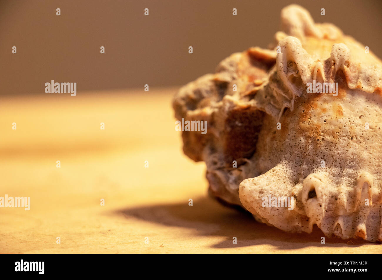 Seashell details hi-res stock photography and images - Alamy