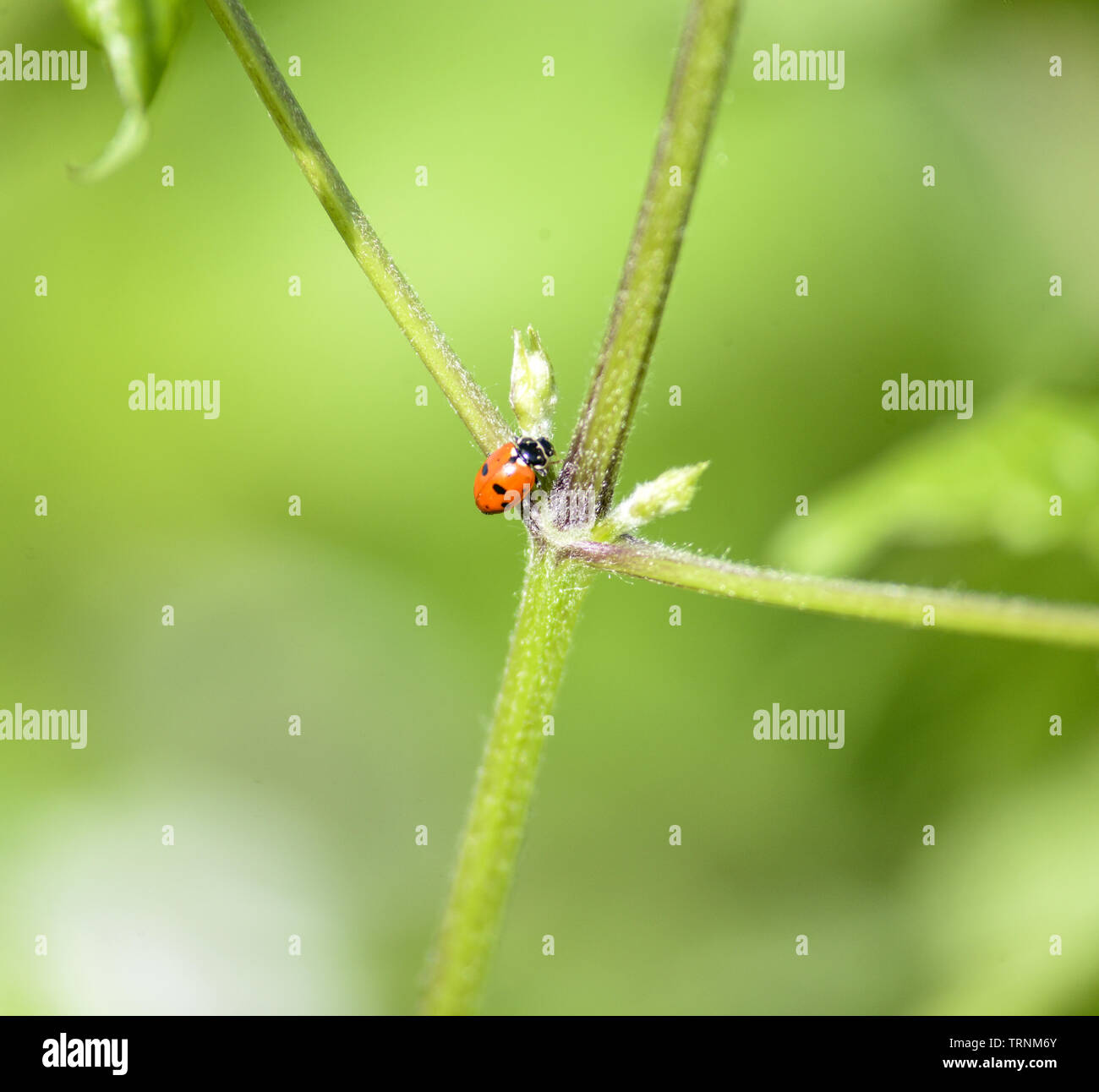 Ladybug in the green plant . bugs and insects world. Nature in spring ...
