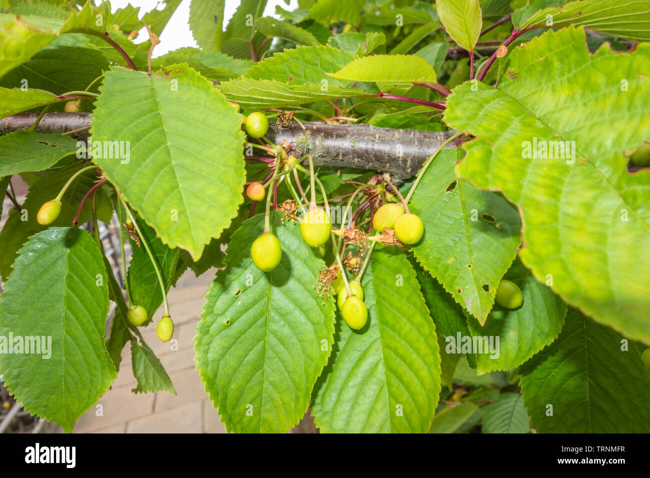 Immature Cherries High Resolution Stock Photography and Images - Alamy