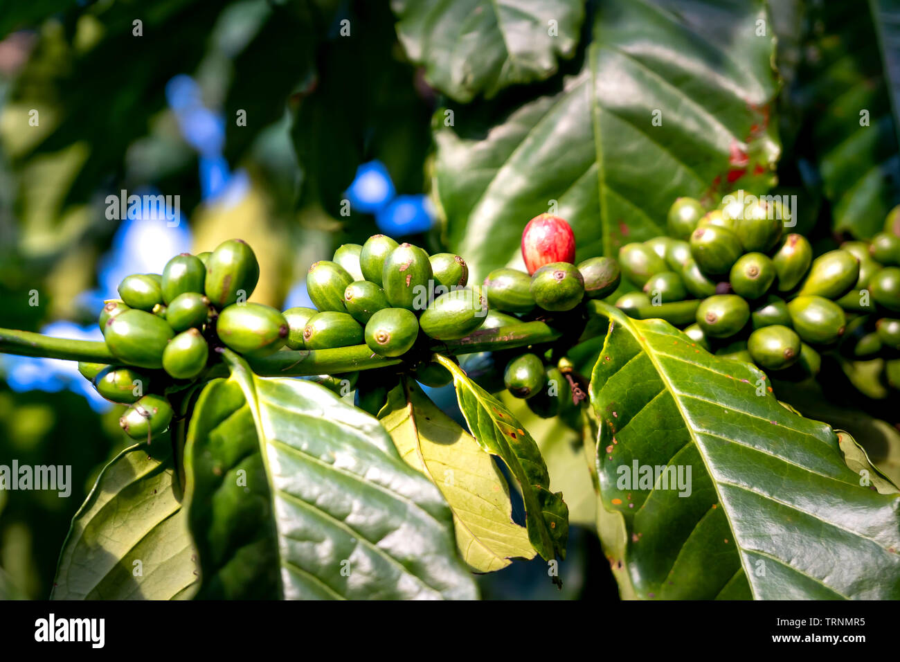 Close up coffee plant seedlings hi-res stock photography and images - Alamy