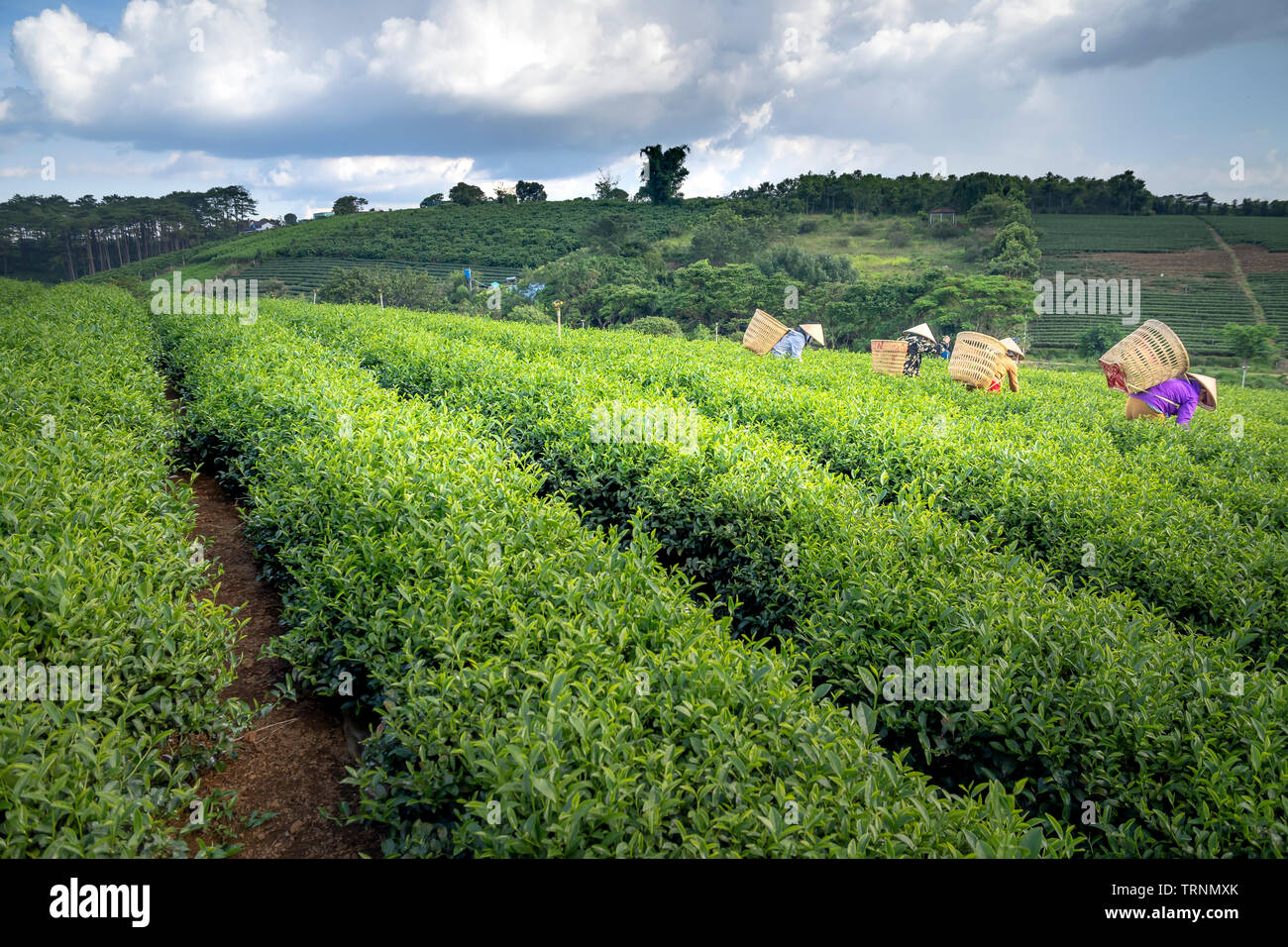 Tam Chau Plantation, Bao Loc, Lam Dong province, Vietnam - Jun 1, 2019 ...