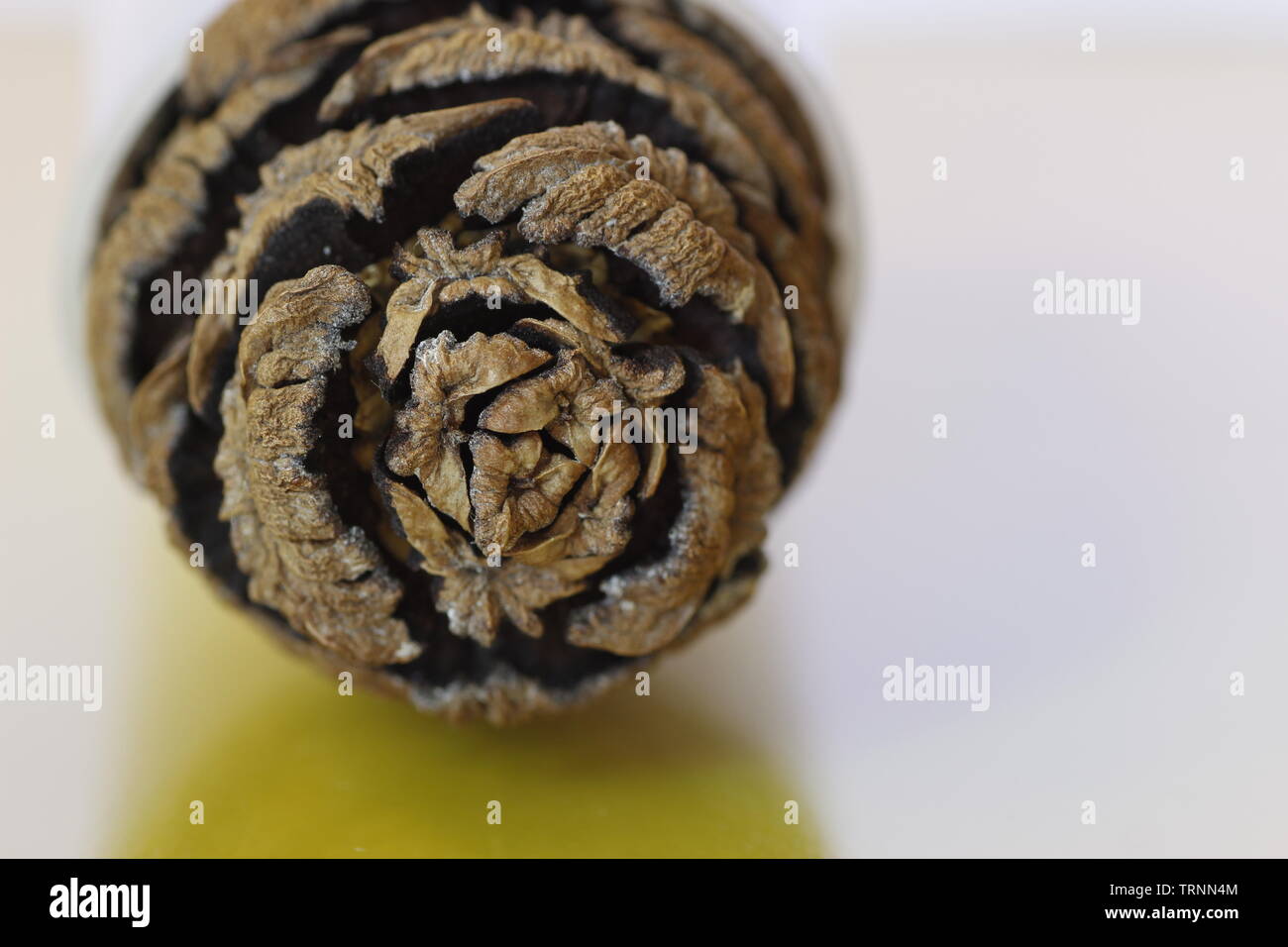macro close up of a pine cone showing the detail and texture against a ...