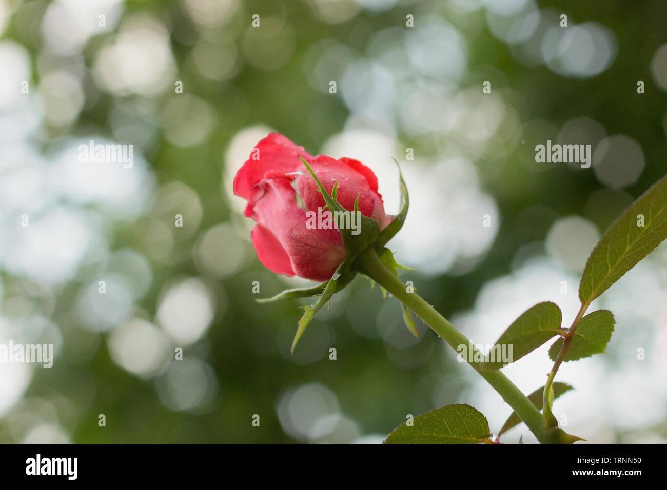 Coral pink rose head hi-res stock photography and images - Alamy