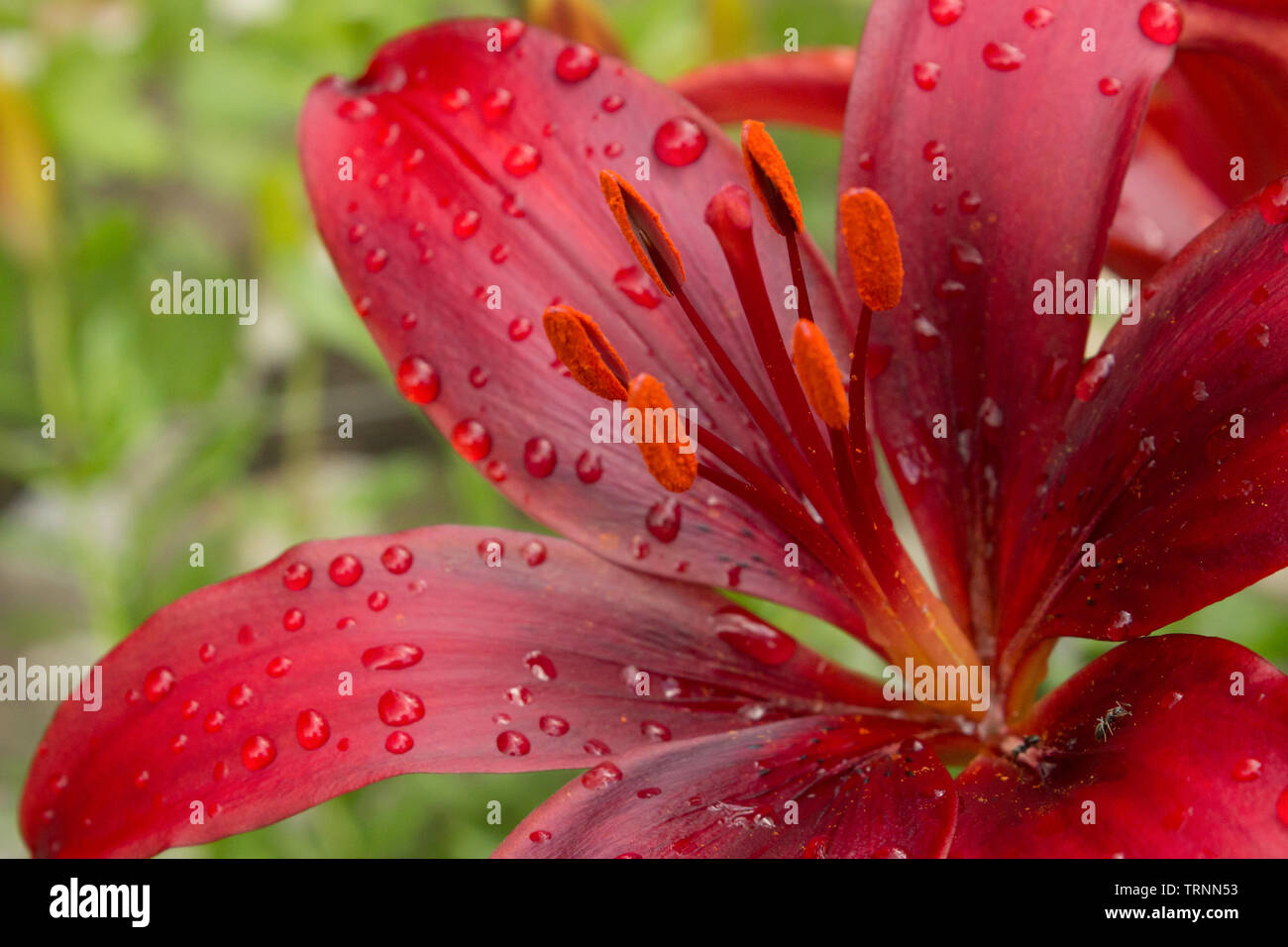 Lily longiflorum garden hi-res stock photography and images - Alamy