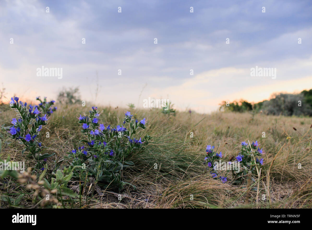 A blue flower in backlight in a garden hi-res stock photography and ...