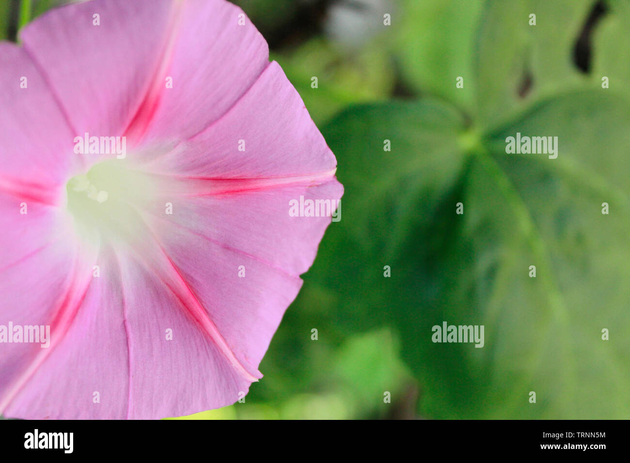 Flower gadren hi-res stock photography and images - Alamy