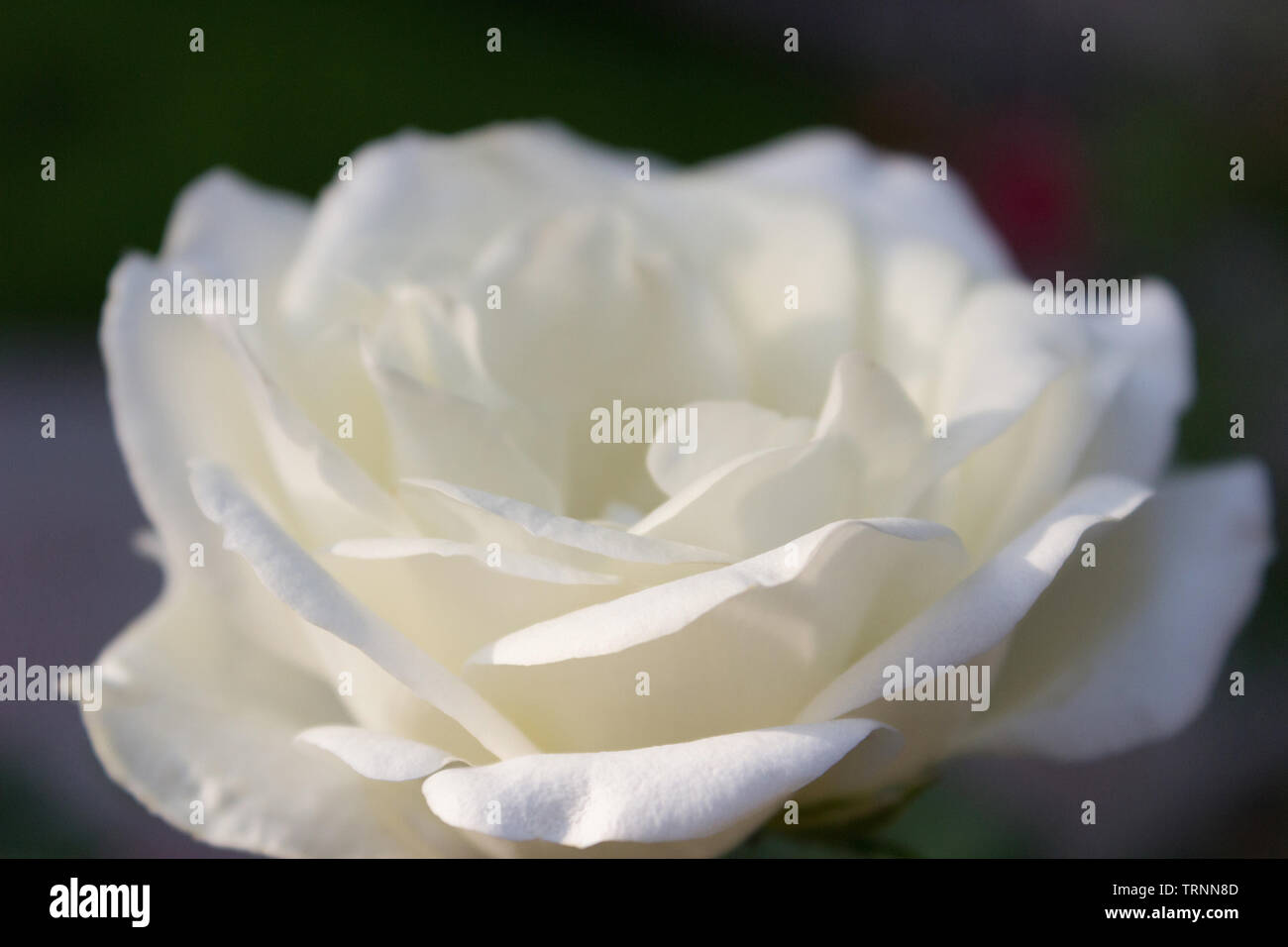 White rose flower in a garden, close up Stock Photo - Alamy