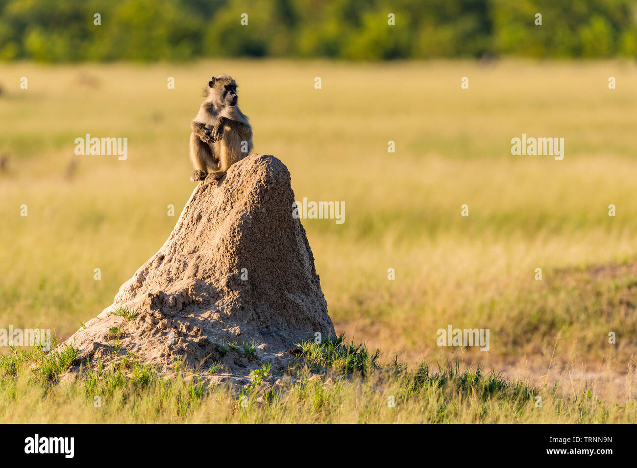 A Chacma Baboon sitting on an ant hill in Zimbabwe's Hwange National ...
