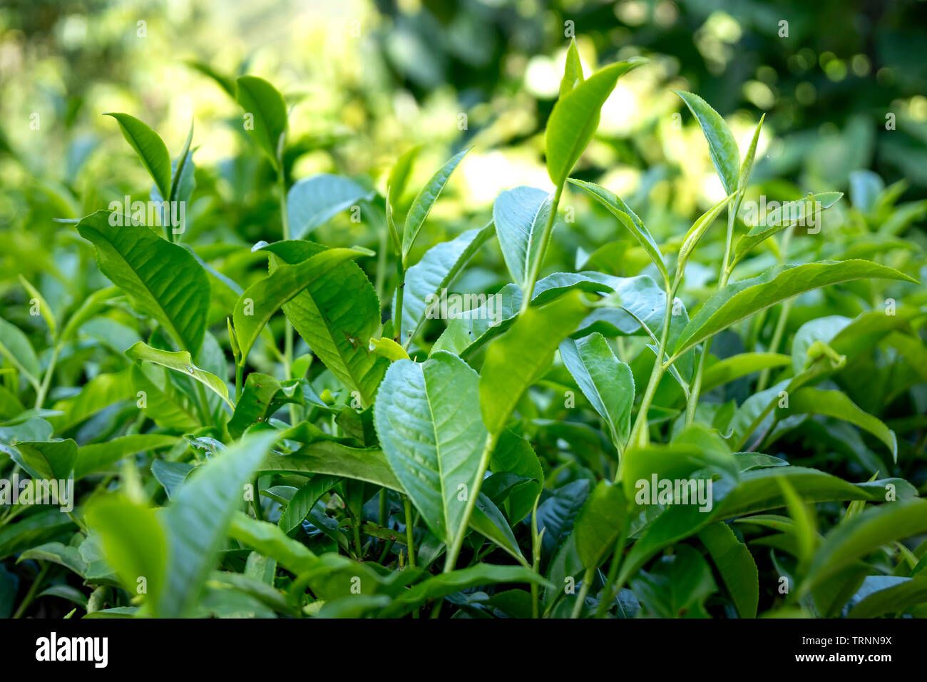 Green tea tree leaves planted in the alpine environment at Bao Loc ...