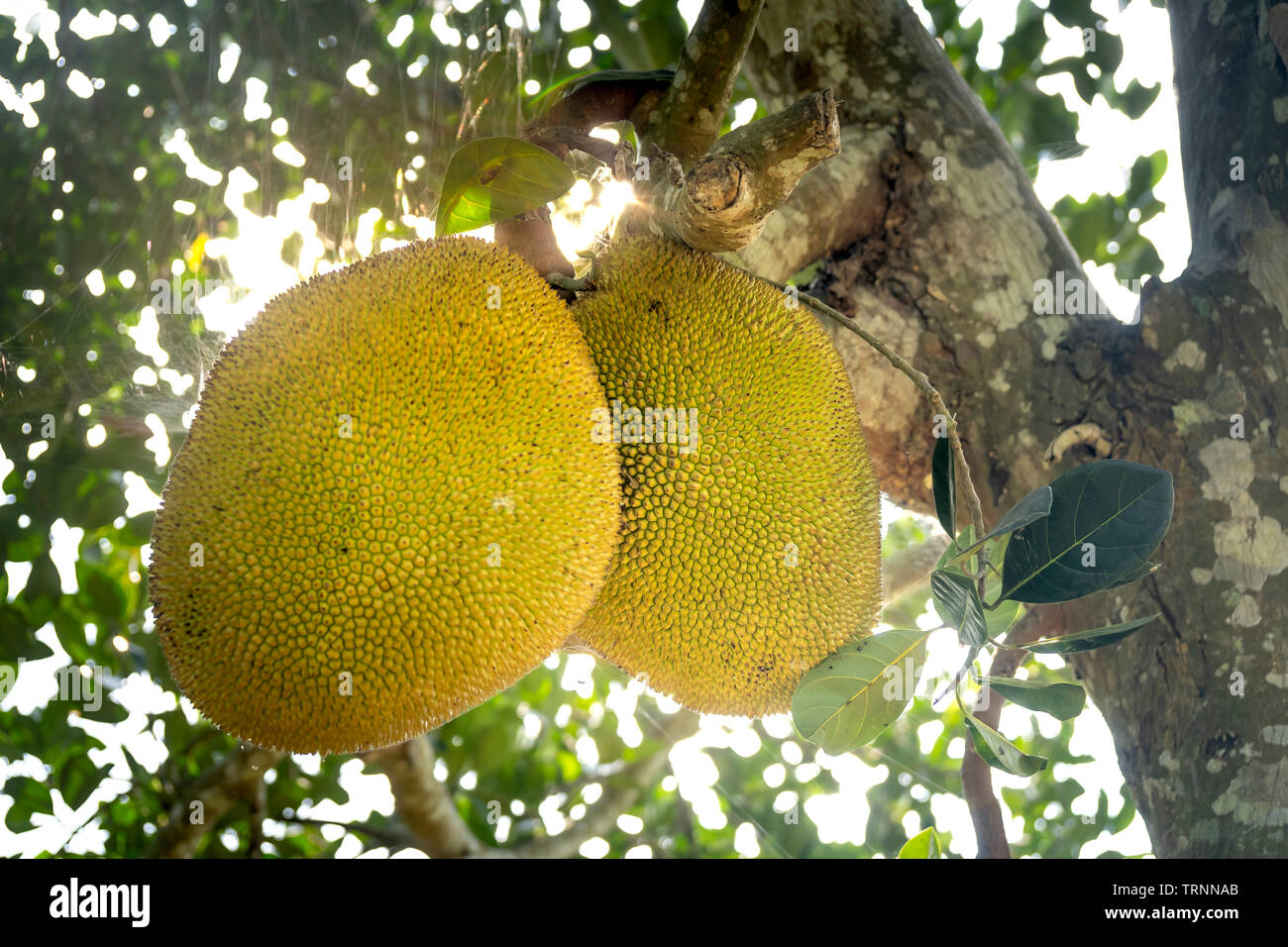 Two jackfruit hi-res stock photography and images - Alamy