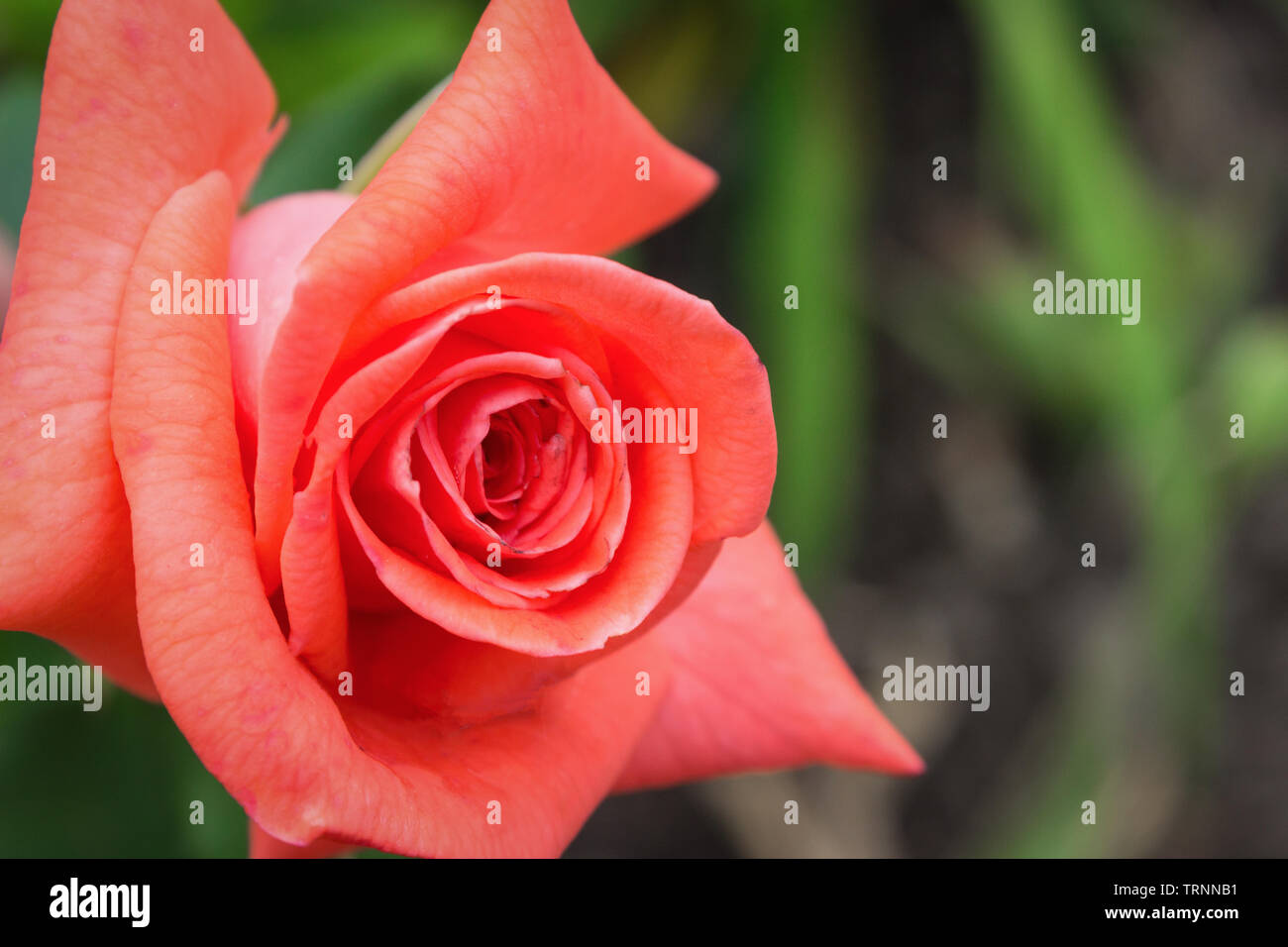 Coral pink rose head hi-res stock photography and images - Alamy