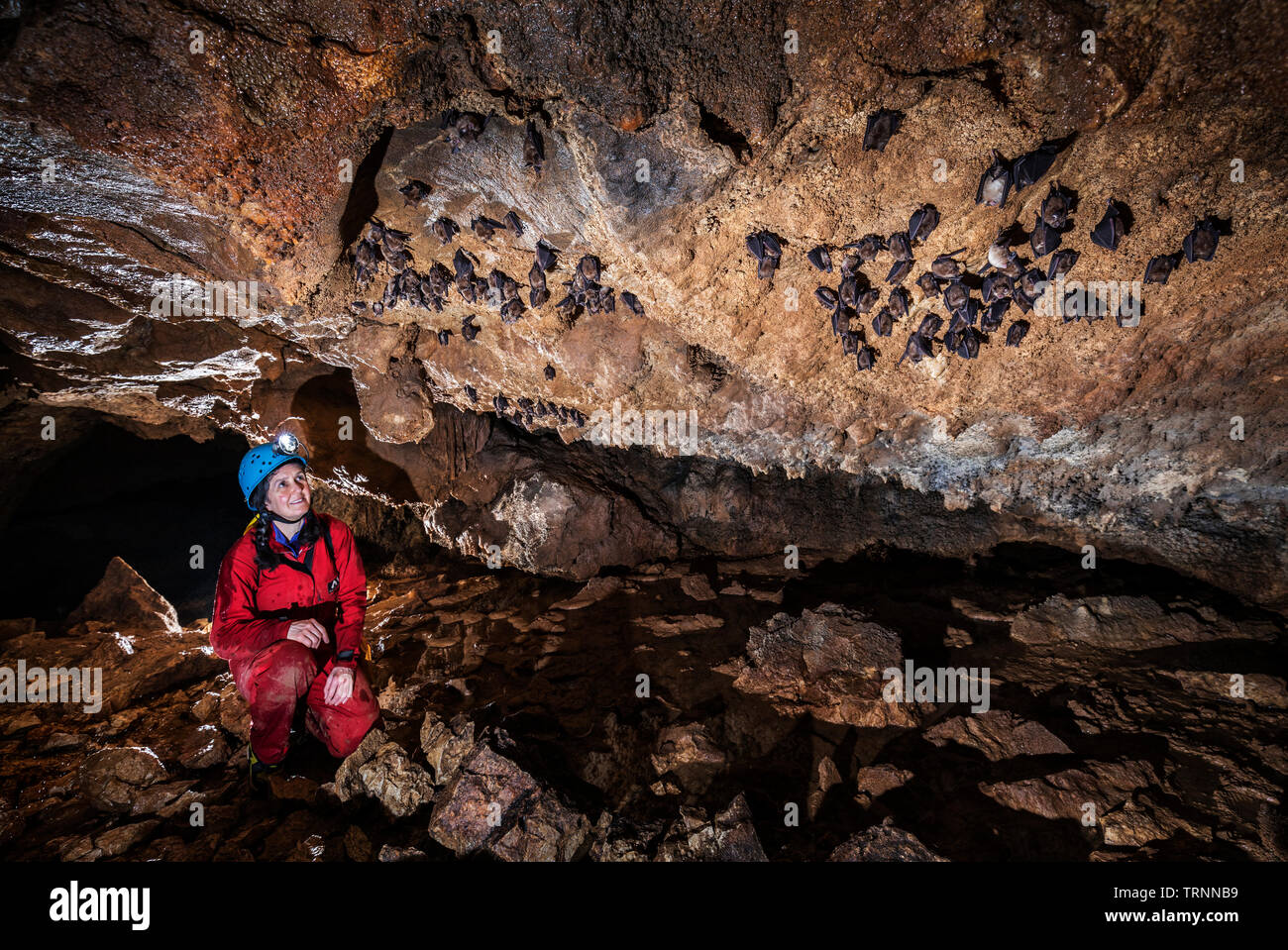 Bat Roost High Resolution Stock Photography and Images - Alamy